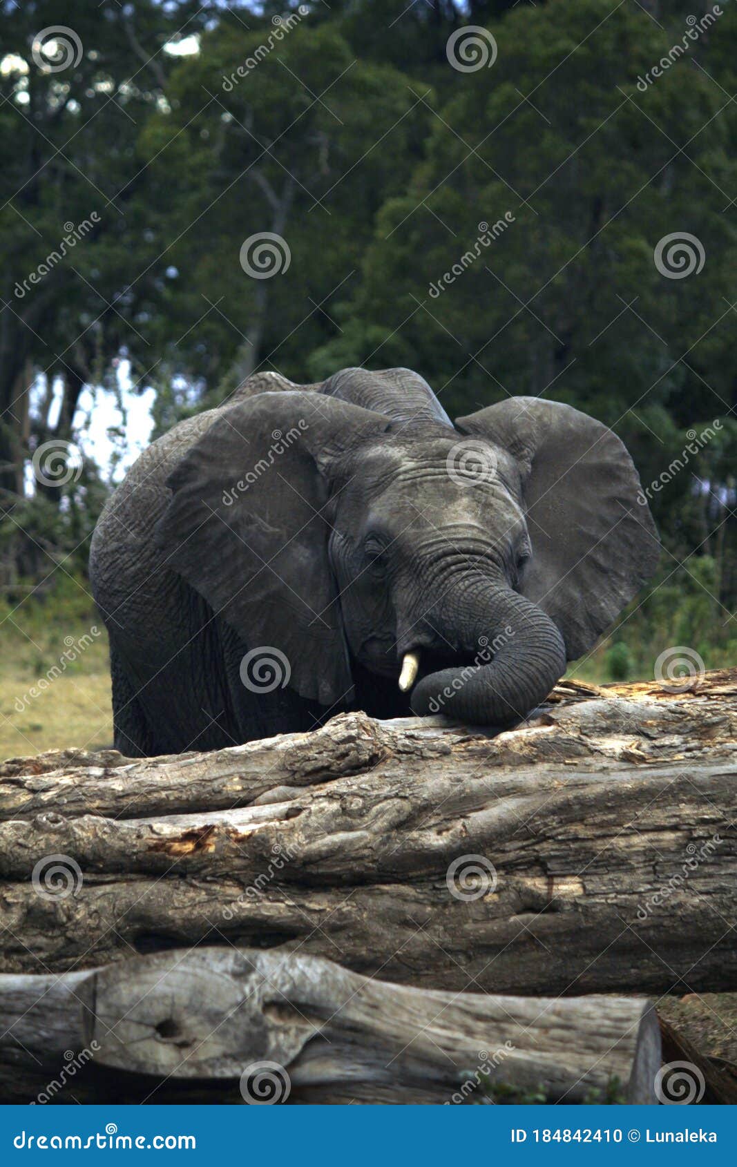 Young Elephant Leaning Against Log Stock Photo - Image of young ...