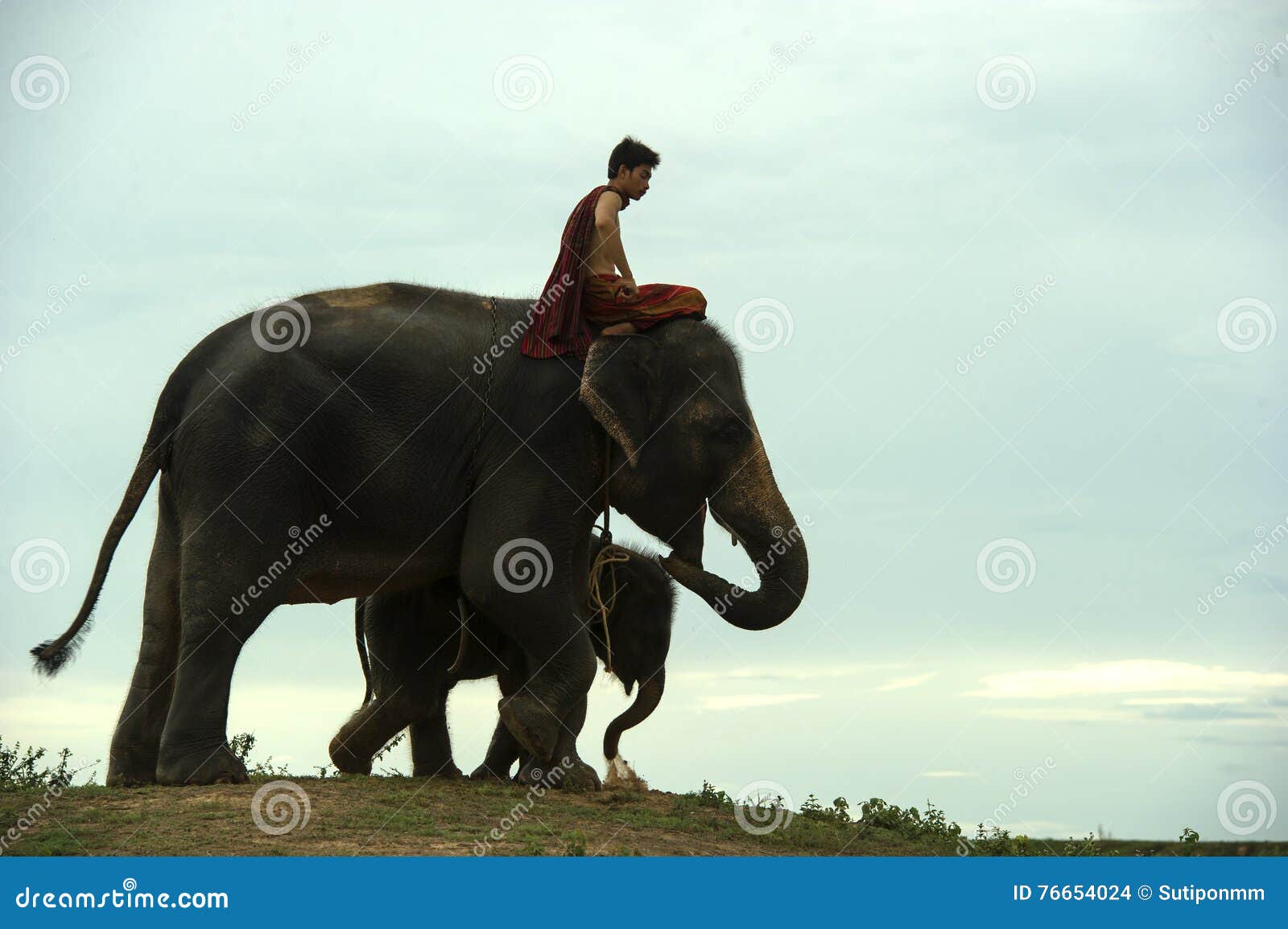 Young elephant with man stock photo. Image of mahout - 76654024