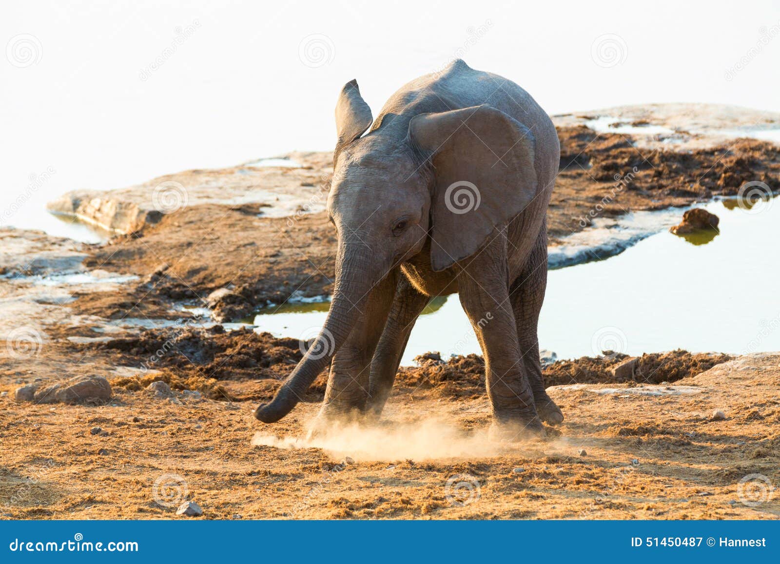 Young elephant playing stock image. Image of mammal, environment - 51450487