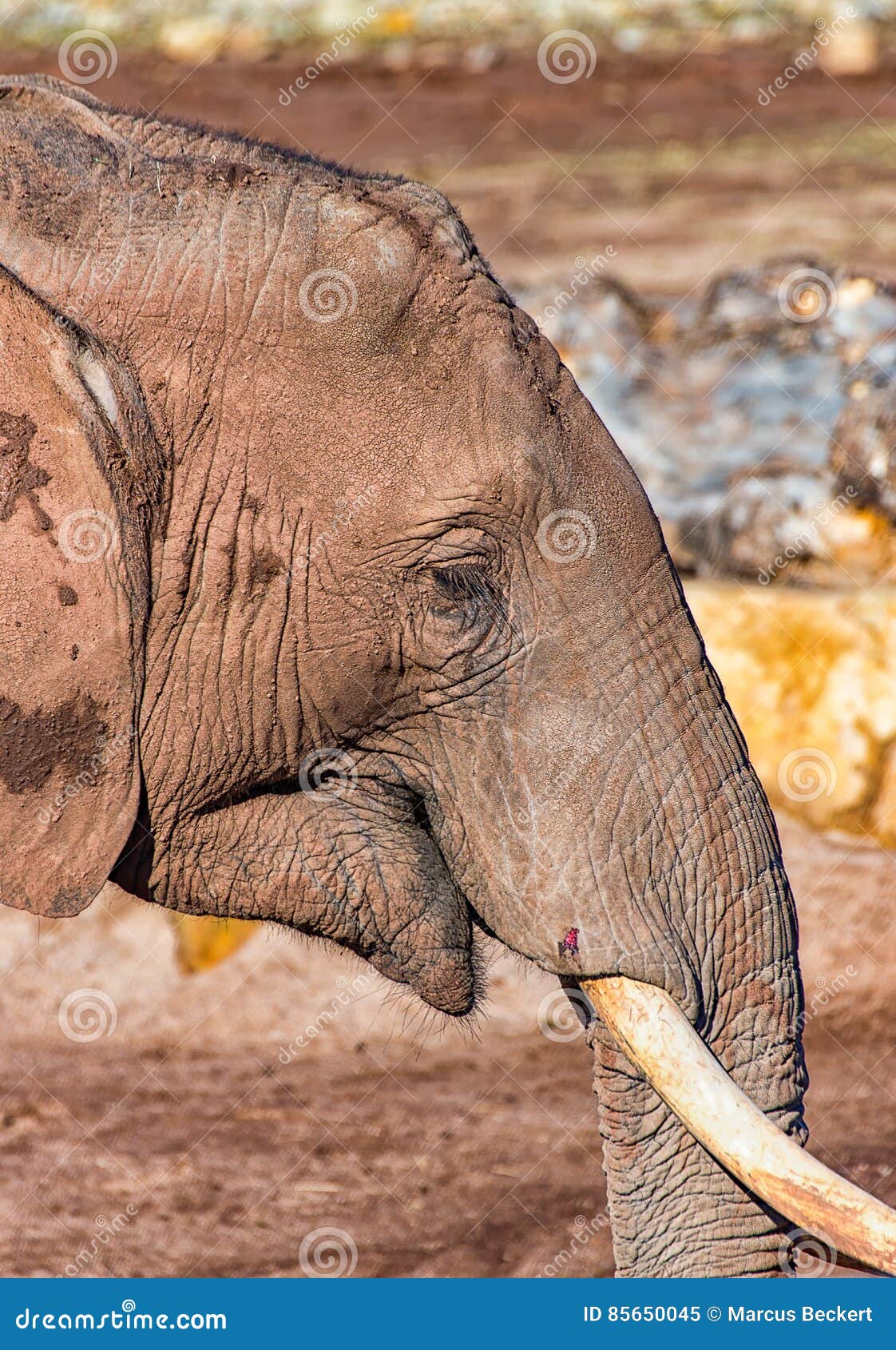 Young elephant in profile stock image. Image of mammal - 85650045