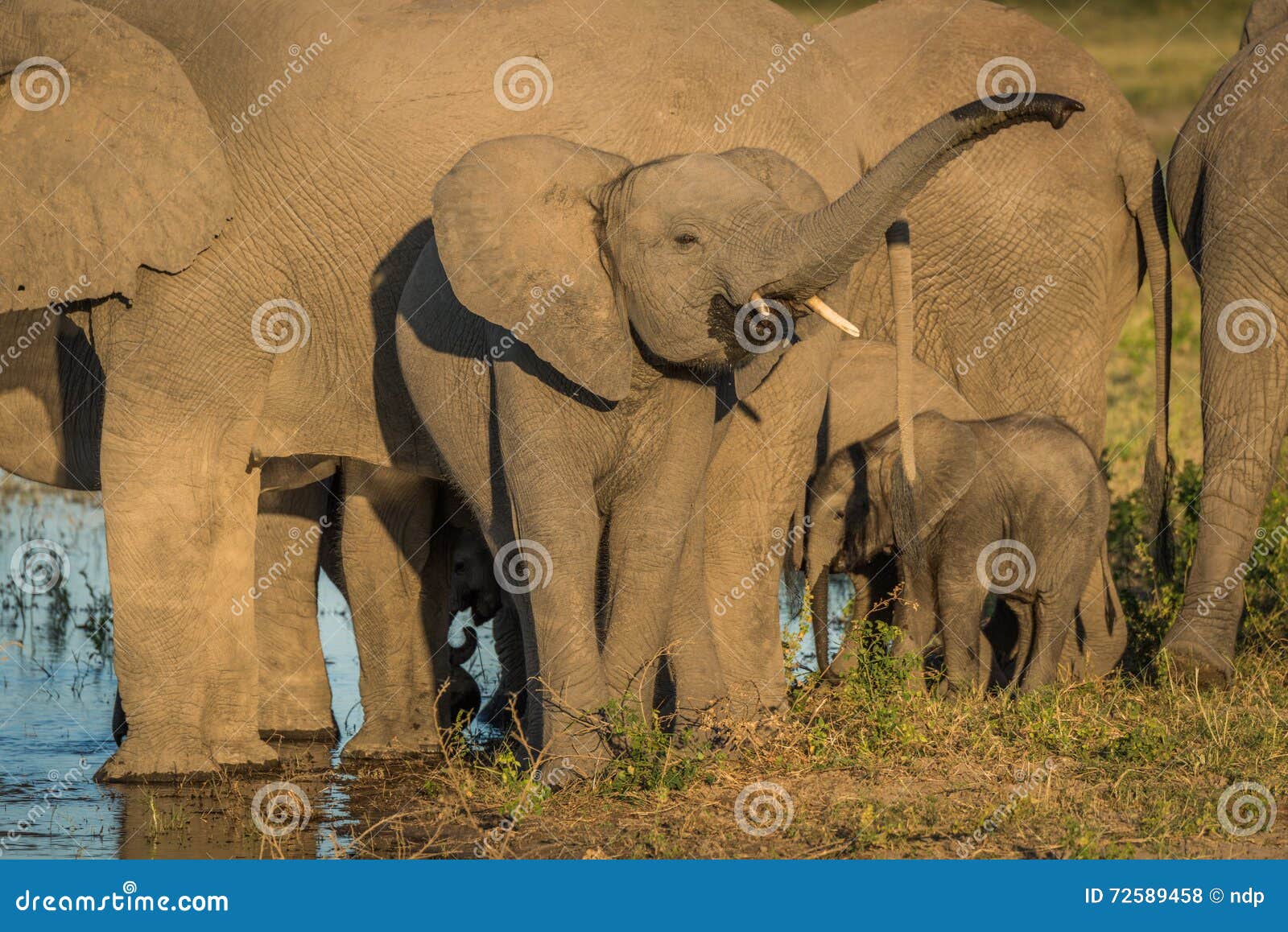Young Elephant Raising Trunk in Golden Light Stock Photo - Image of ...