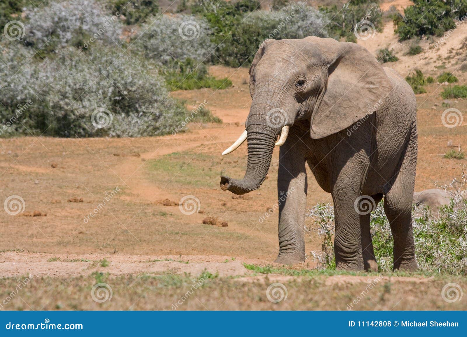 Young Elephant Smelling The Air Stock Photo - Image of animal, african ...
