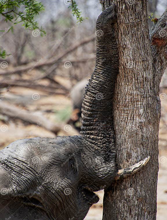 Young Elephant Standing in Front of a Tree Trunk. Stock Photo - Image ...