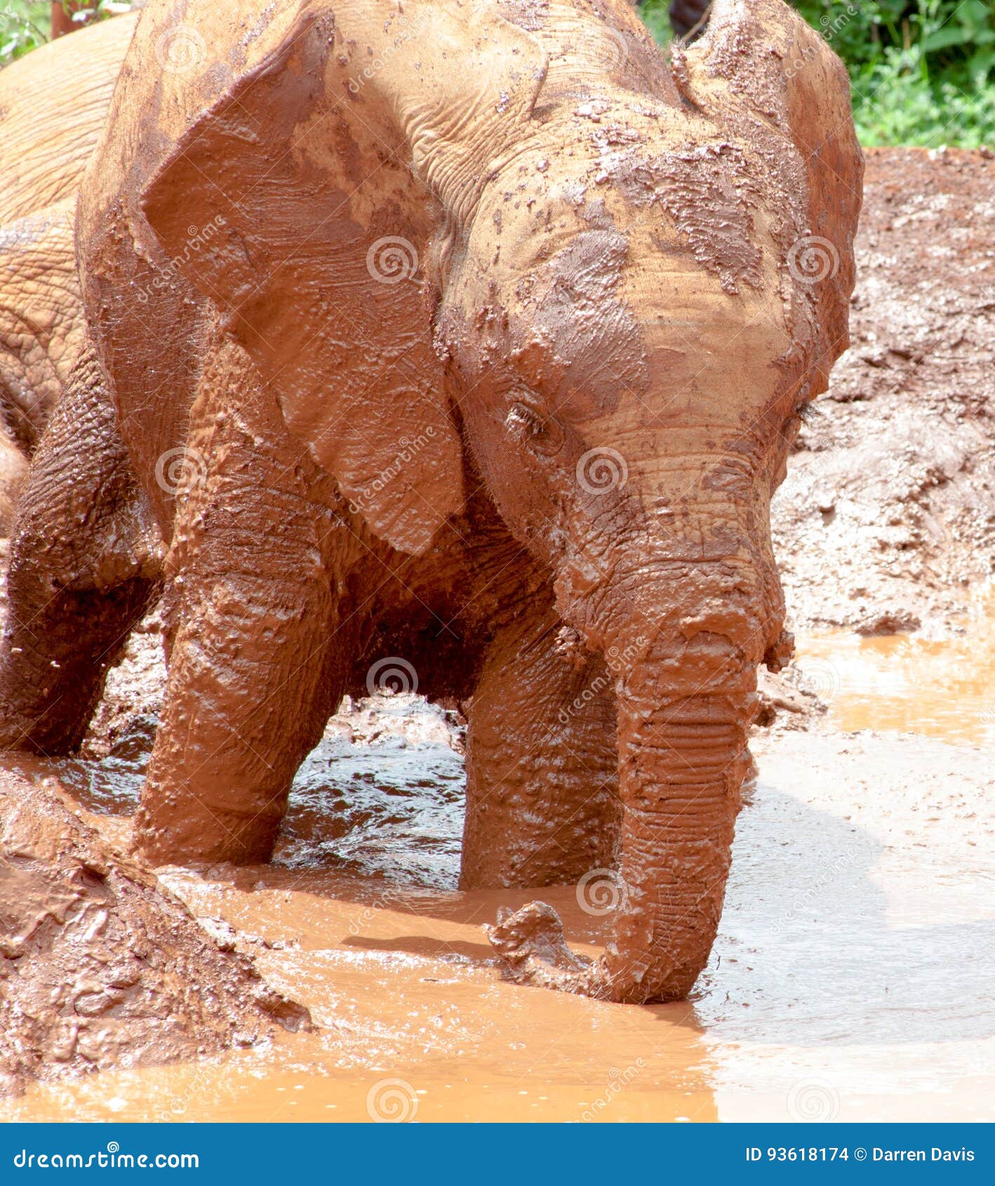 Young Elephant Walking into Muddy Water Stock Photo - Image of large ...