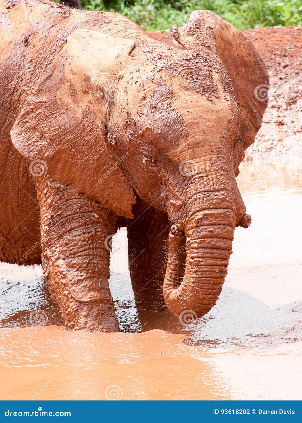 Young Elephant Walking into Muddy Water Stock Photo - Image of safari ...
