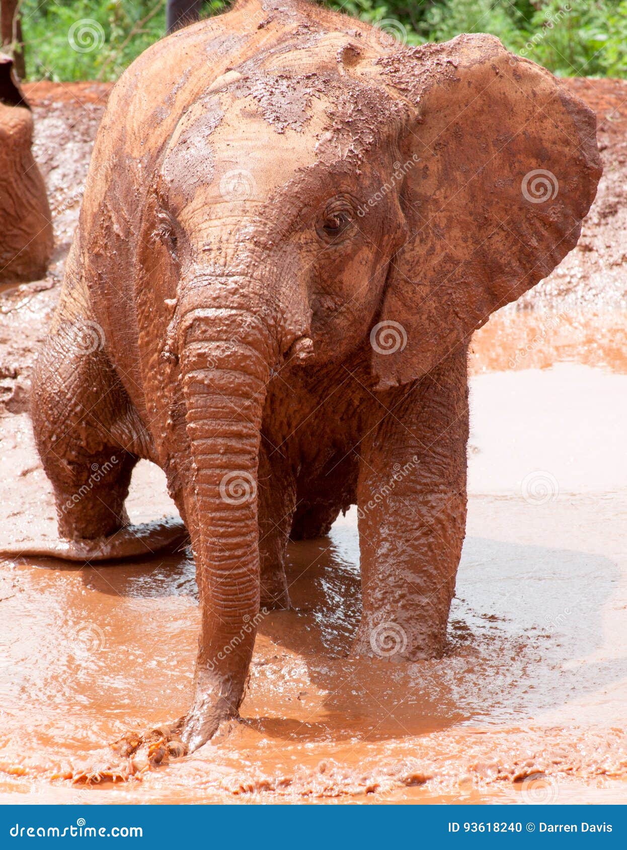 Young Elephant Walking in Muddy Water Stock Photo - Image of elephant ...