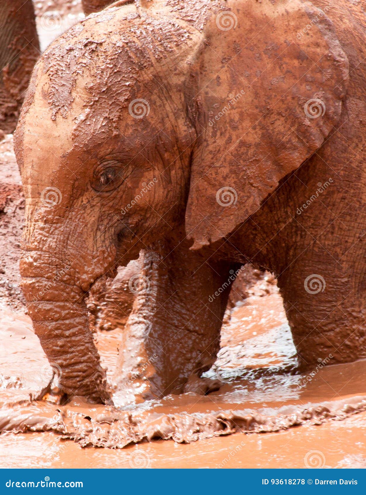 Young Elephant Walking in Muddy Water Stock Photo - Image of baby ...
