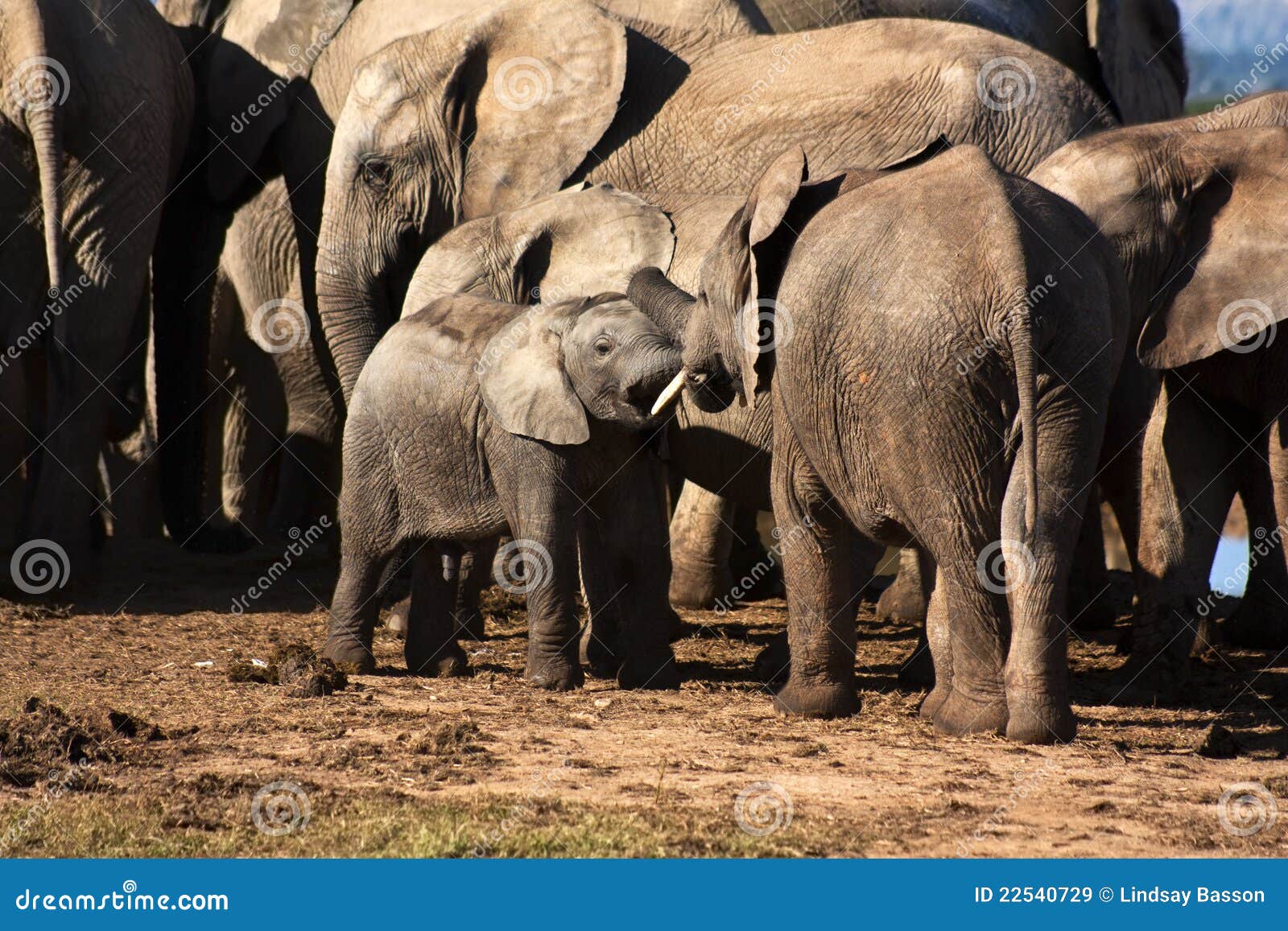 Young Elephants Playing stock image. Image of mammals - 22540729