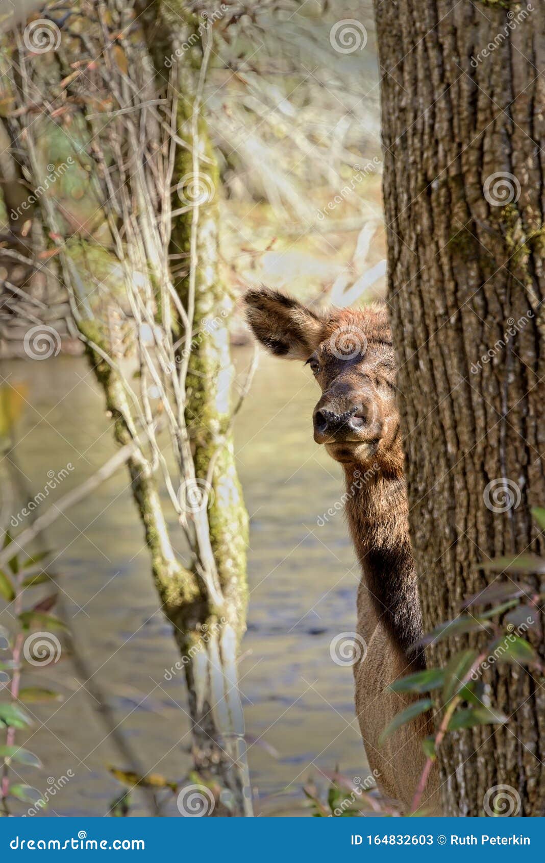 Young Elk behind a Tree stock image. Image of autumn - 164832603