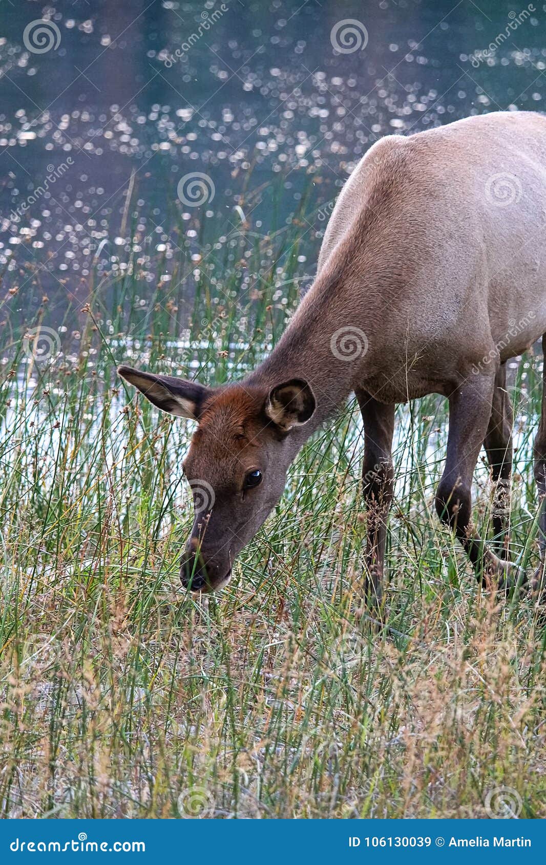 A Young Elk Eating Grass by Water Stock Image - Image of habitat ...