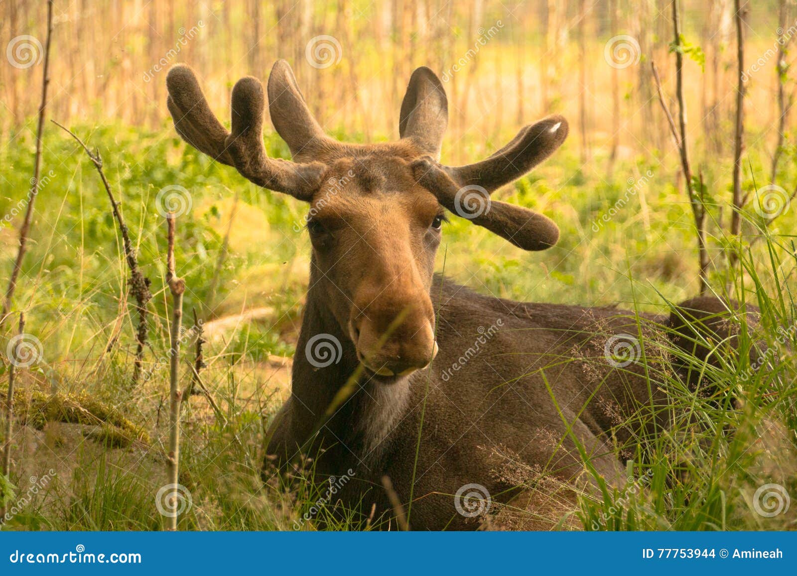 Young elk in the grass stock photo. Image of wild, animal - 77753944