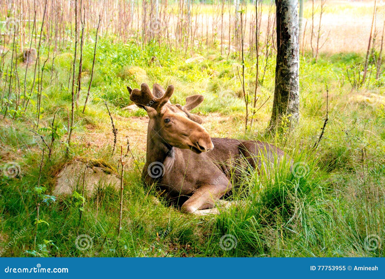 Young elk in the grass stock image. Image of young, outdoors - 77753955
