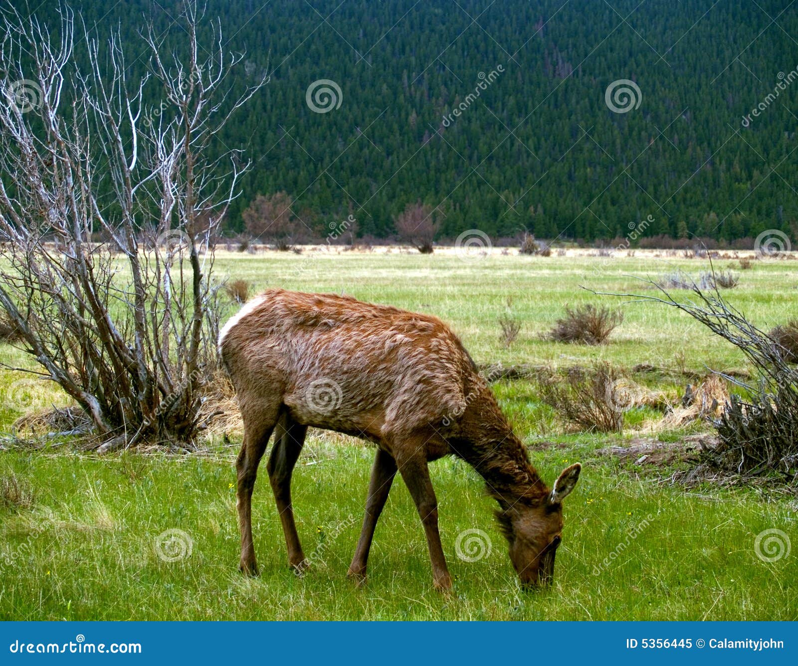 Young Elk Grazing in Spring Stock Image - Image of fresh, nature: 5356445