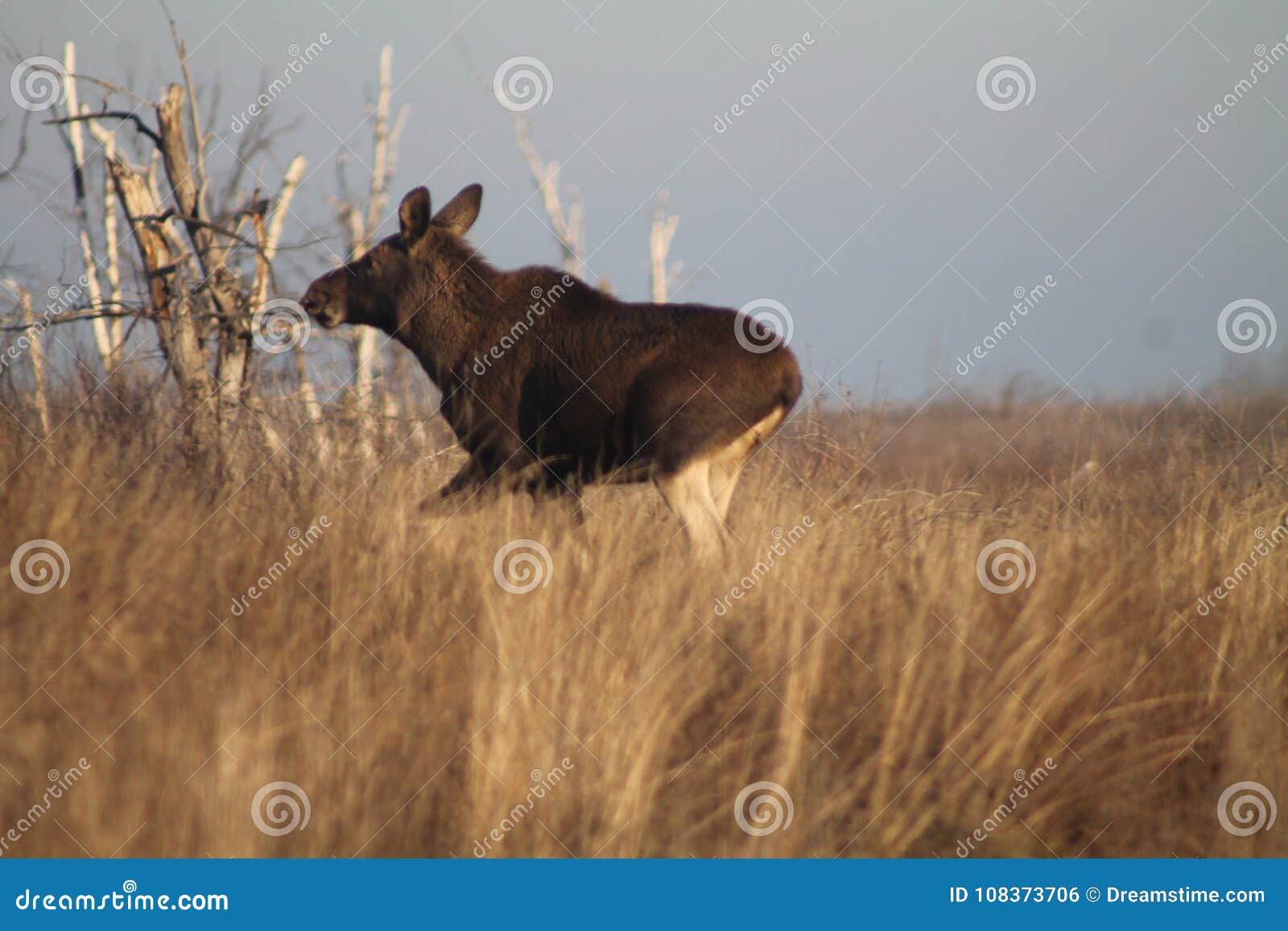 A young elk stock photo. Image of young, mother, moose - 108373706