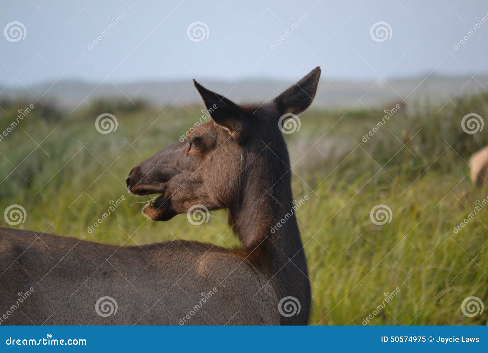 Young elk side view stock image. Image of mammal, wild - 50574975
