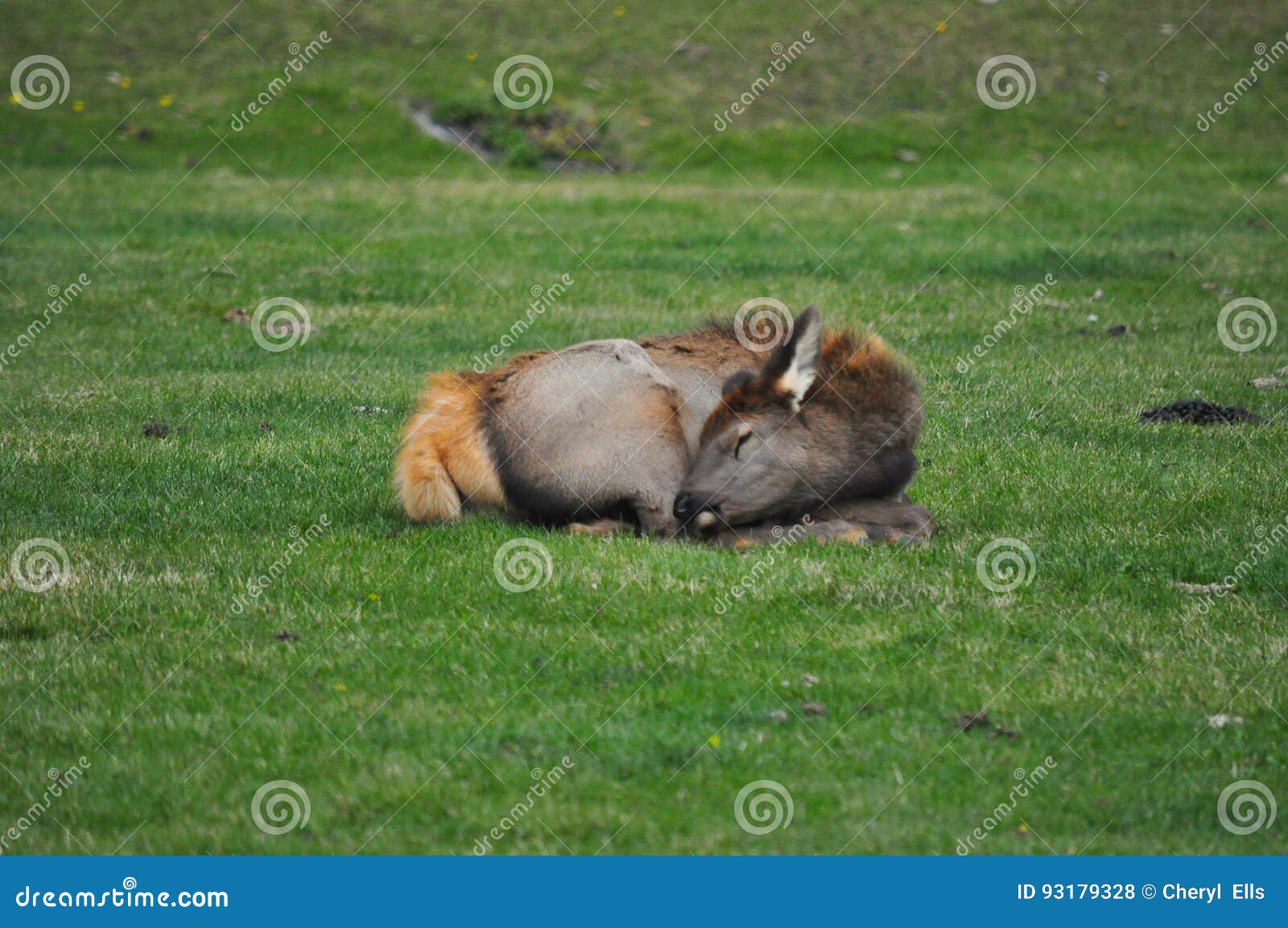 Young Elk Sleeping in Autumn Yellowstone National Park Stock Photo ...