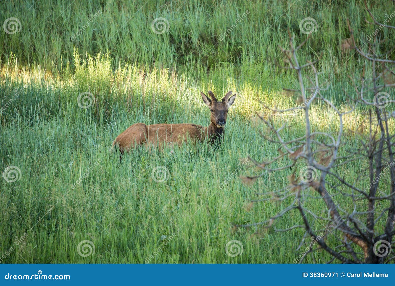 Young Elk in the Trees and Grasses of Colorado Stock Image - Image of ...