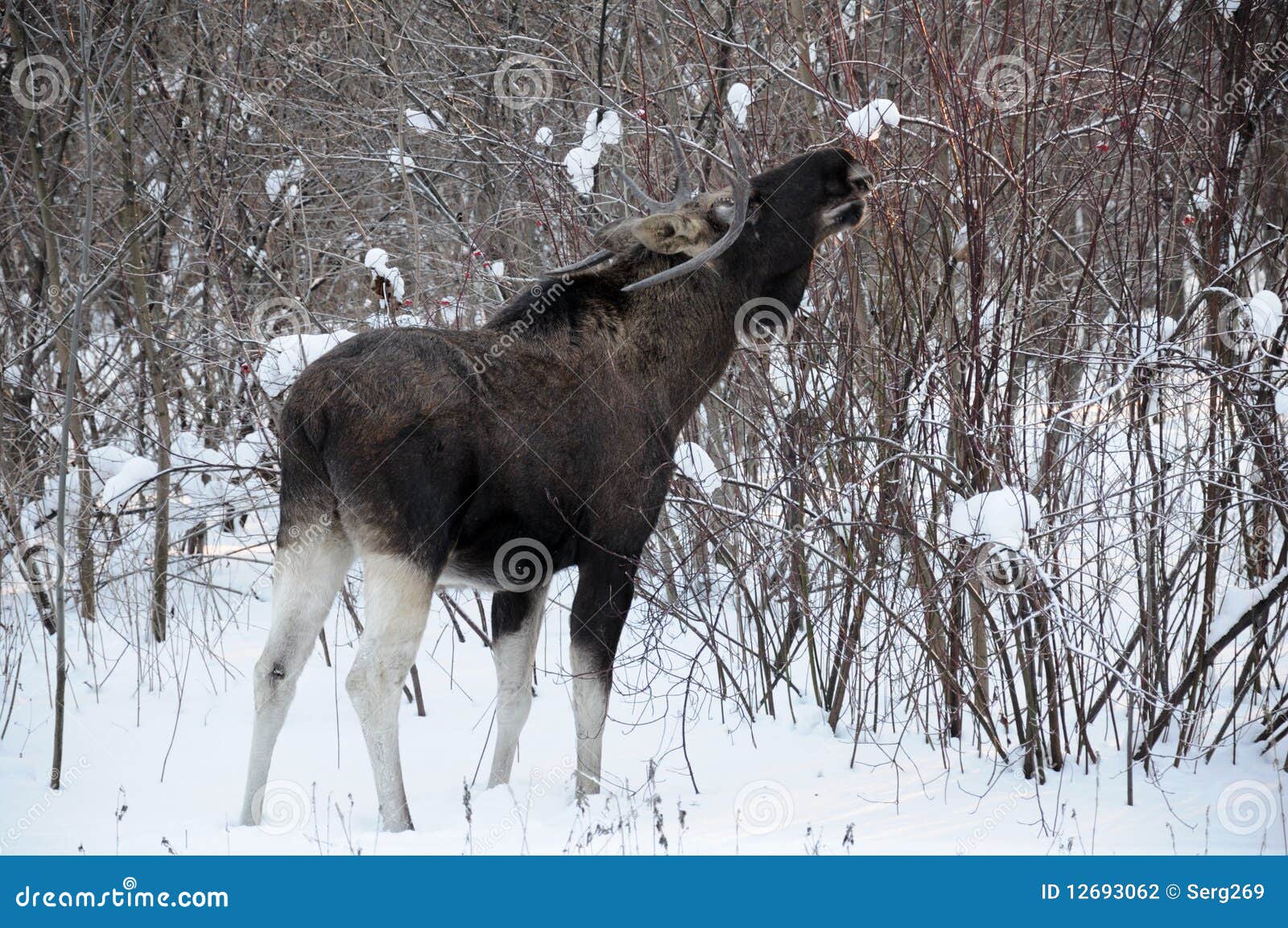 Young Elk in a Winter Forest Stock Photo - Image of foot, birch: 12693062