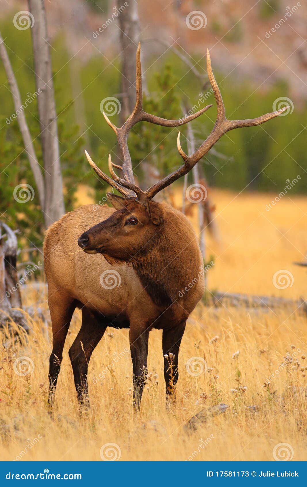 Young Elk in Yellowstone stock image. Image of antlers - 17581173