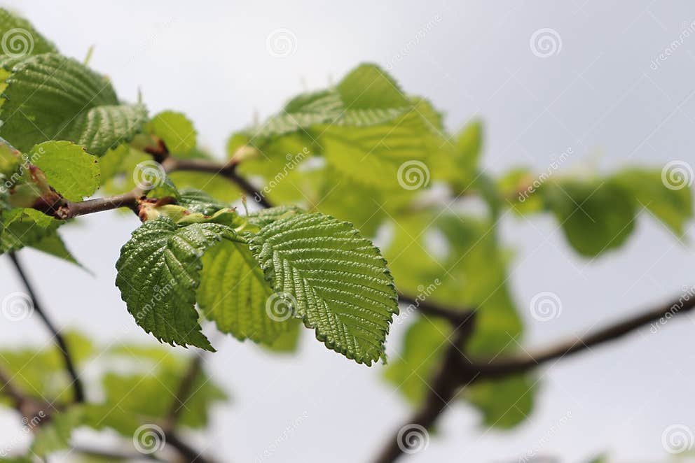 Young Elm Against the Blue Sky Stock Photo - Image of sprig, nature ...