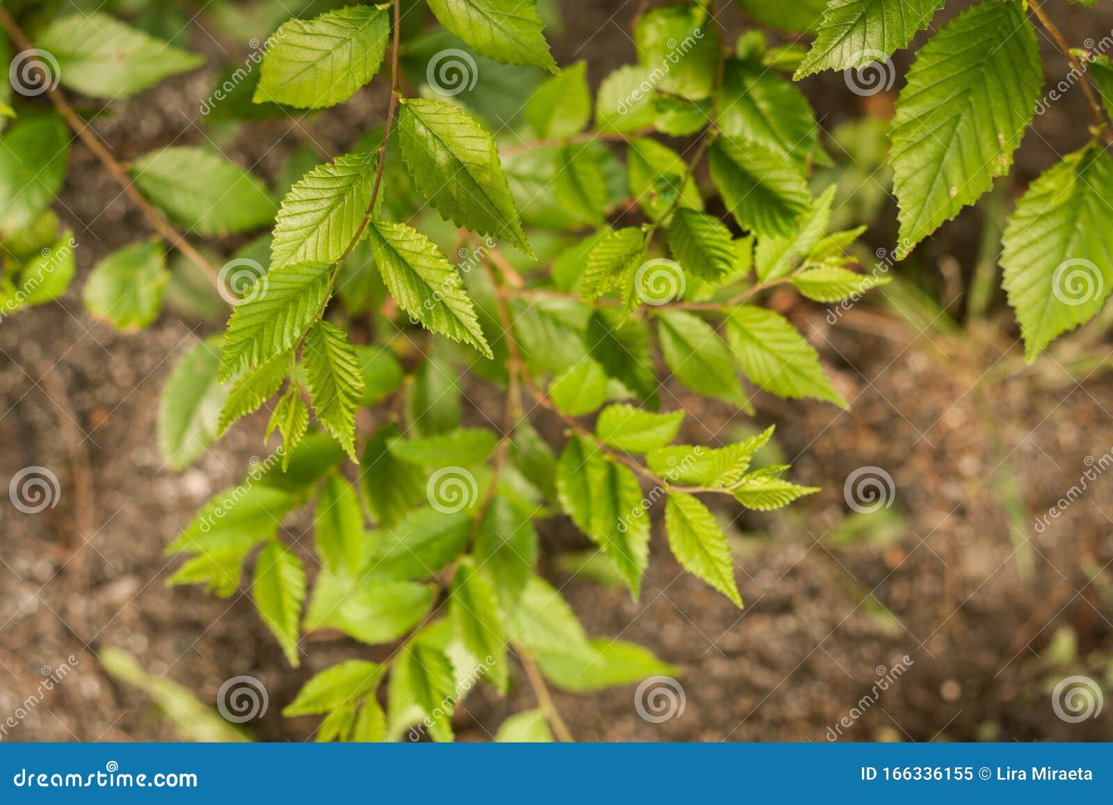 Young Elm Tree Branch Background Stock Image - Image of plant, bright ...