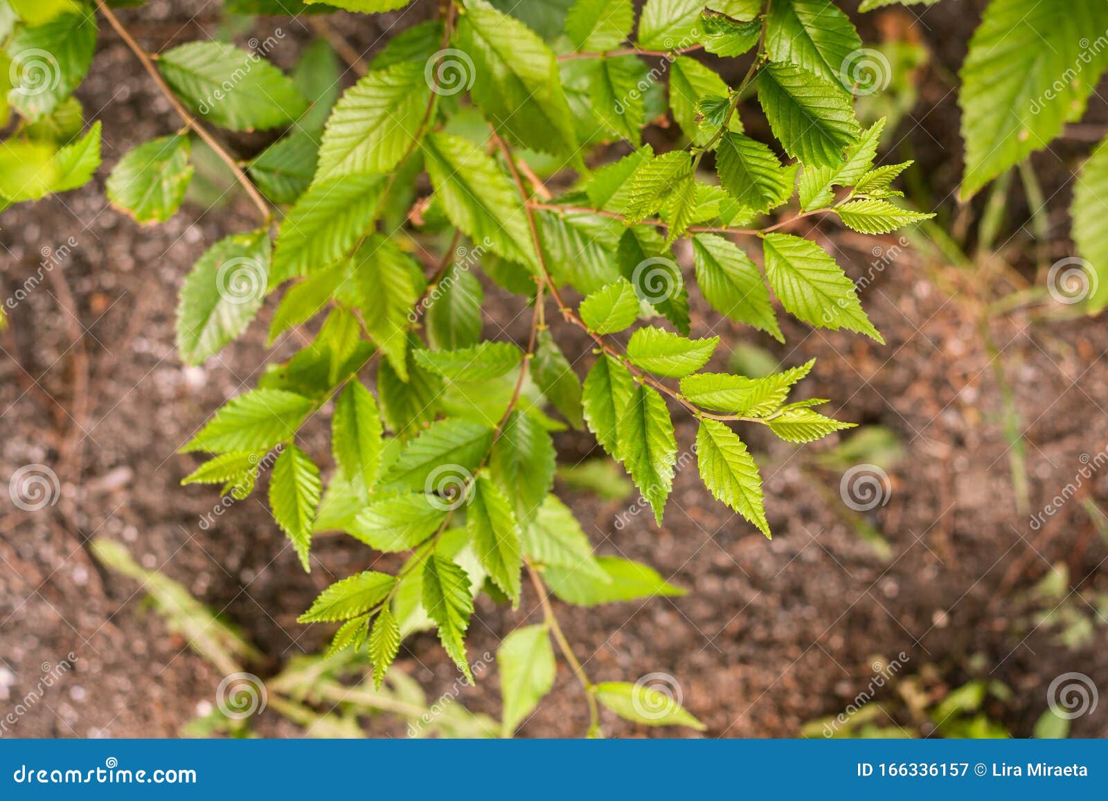 Young Elm Tree Branch Background Stock Image - Image of closeup ...