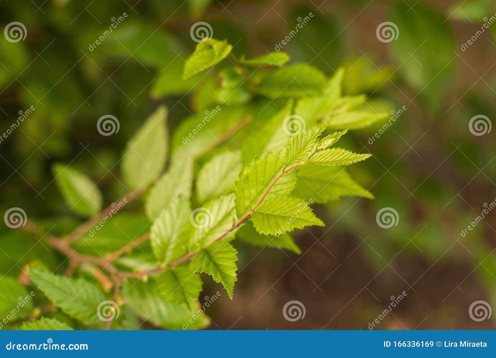 Young Elm Tree Branch Background Stock Image - Image of closeup, spring ...