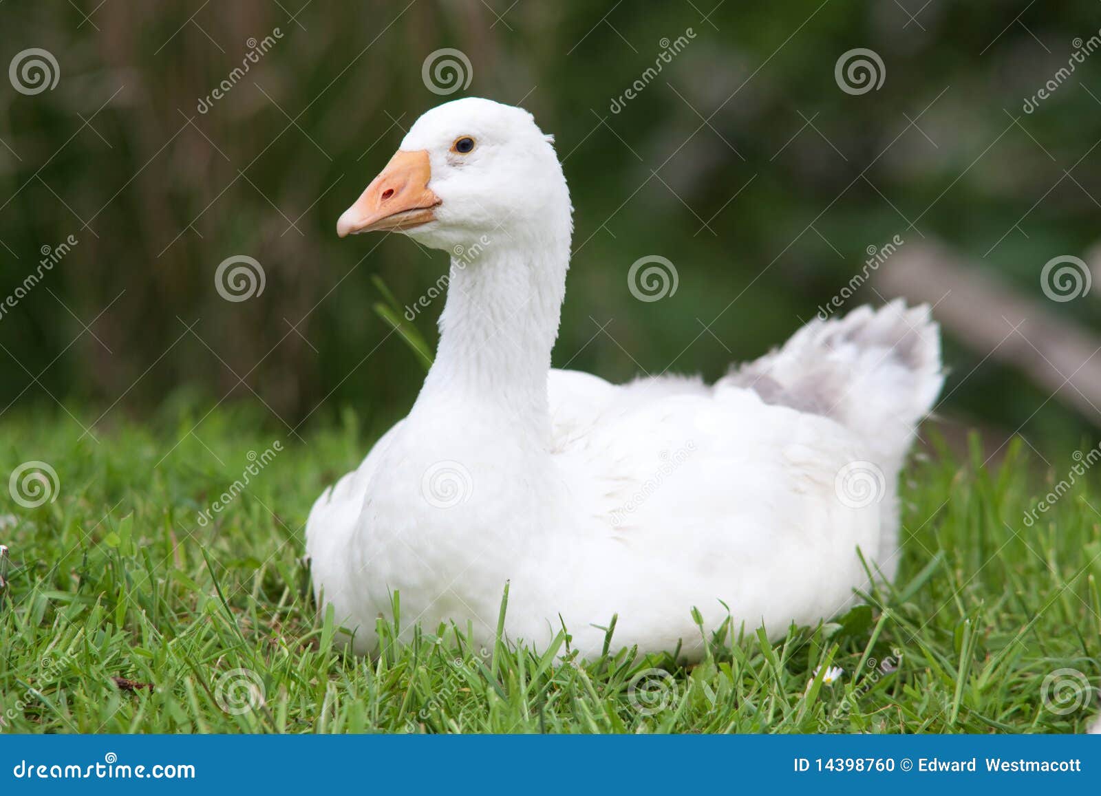 Young Embden Goose stock photo. Image of anser, wildlife - 14398760
