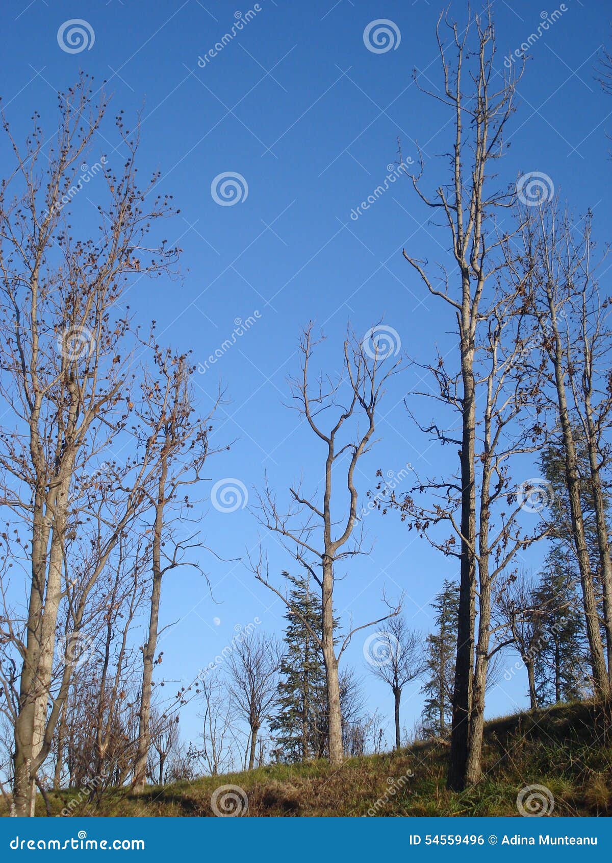 Young Empty Trees on Slope in Sunset Light Stock Photo - Image of ...