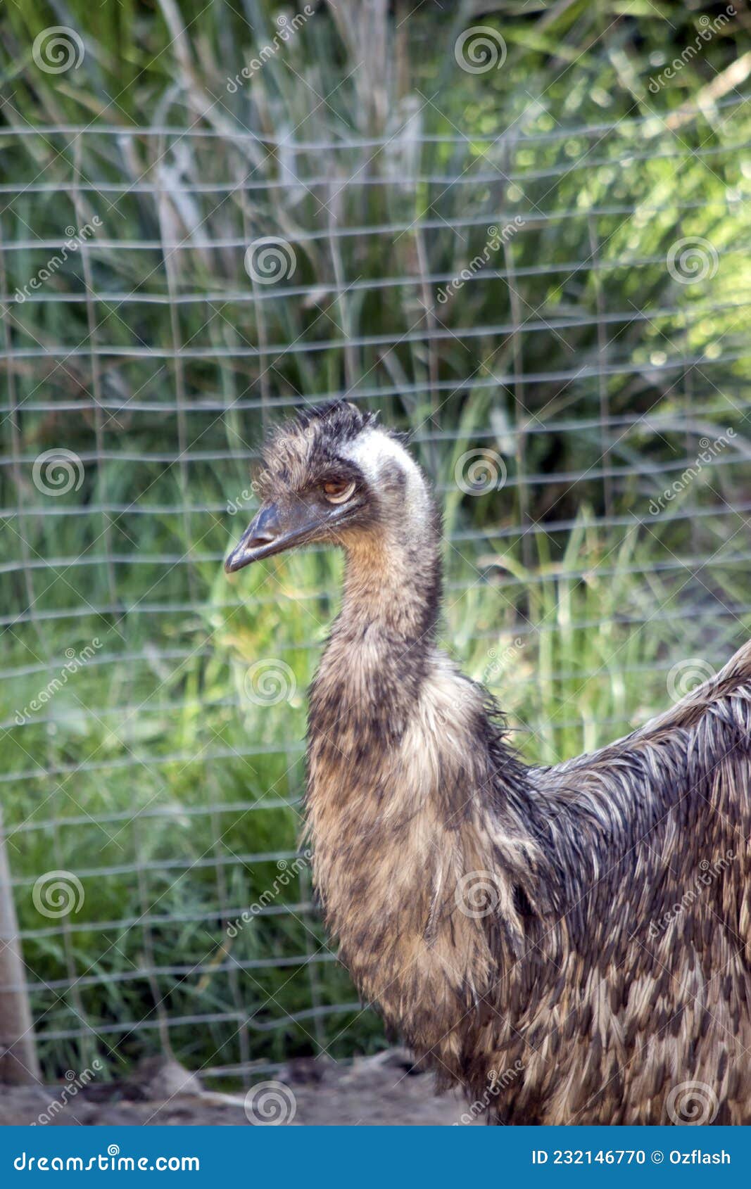 This is a Young Emu in a Cage Stock Photo - Image of bird, neck: 232146770