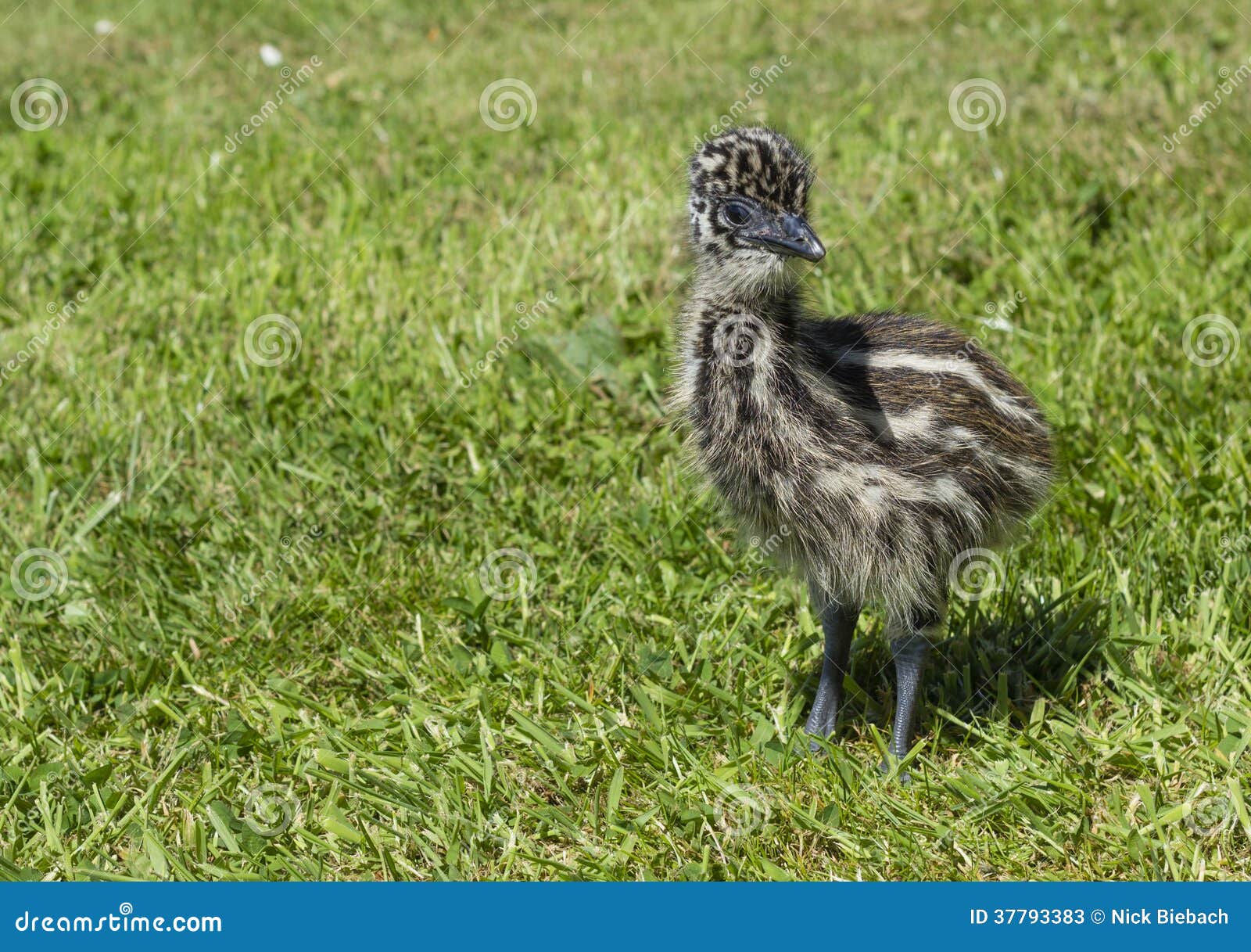 Young Emu Chick Looking Cute in Grass Stock Image - Image of ...