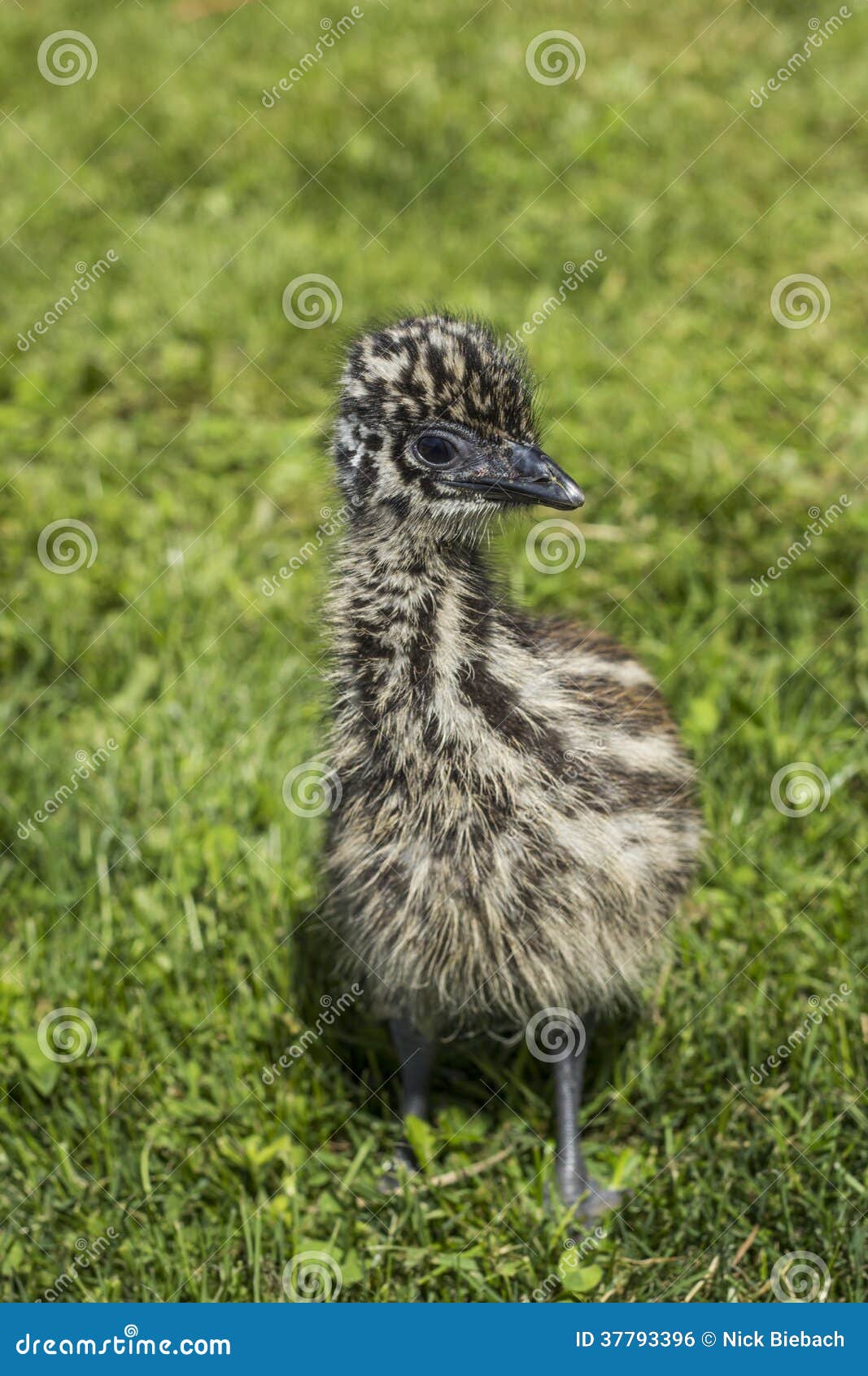 Young Emu Chick Looking Cute in Grass Stock Photo - Image of unusual ...