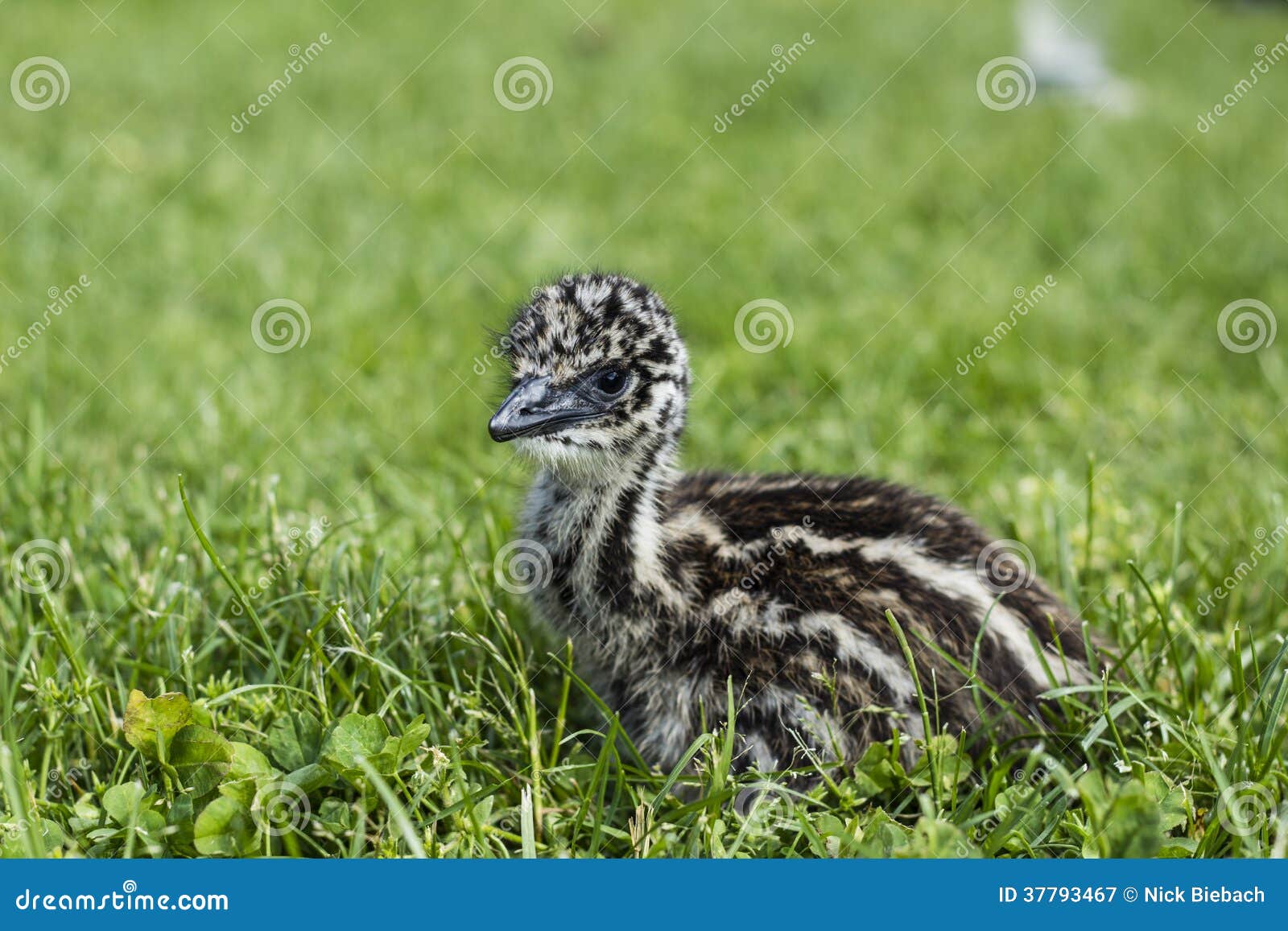 Cute Baby Emu