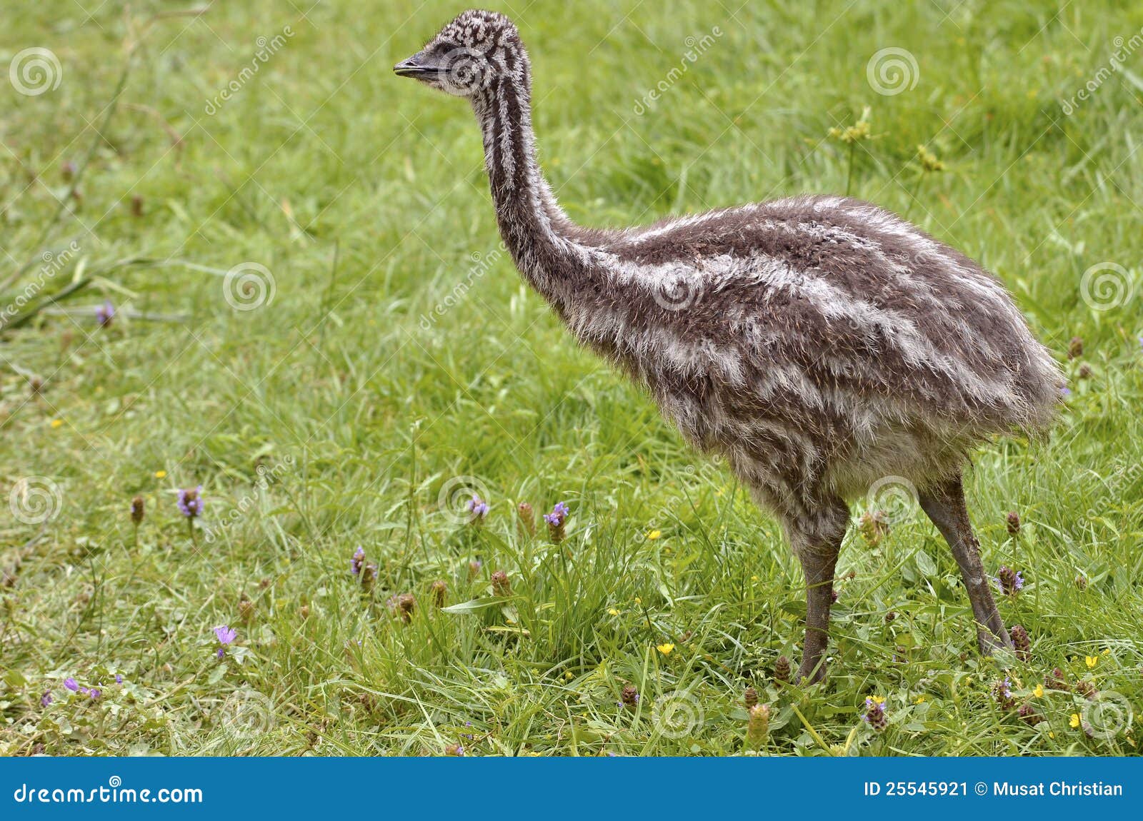 Young emu on the grass stock image. Image of ratite, detail - 25545921