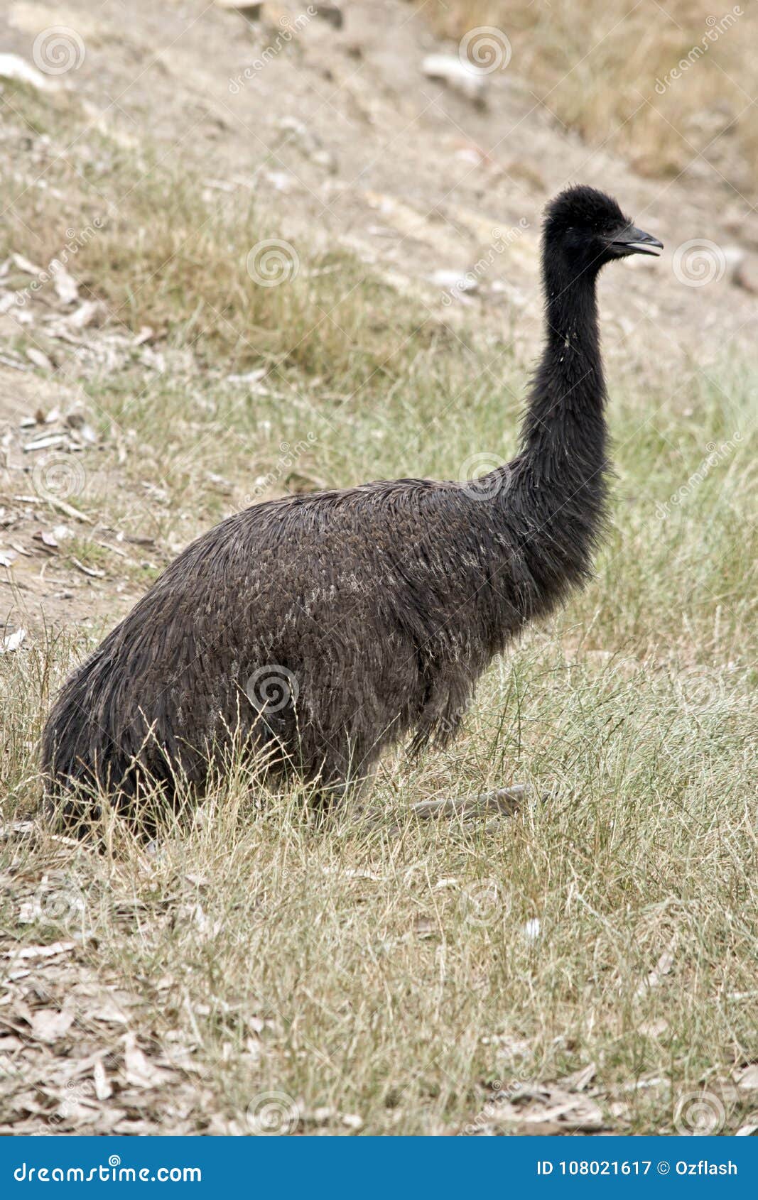 A young emu stock image. Image of brown, long, young - 108021617