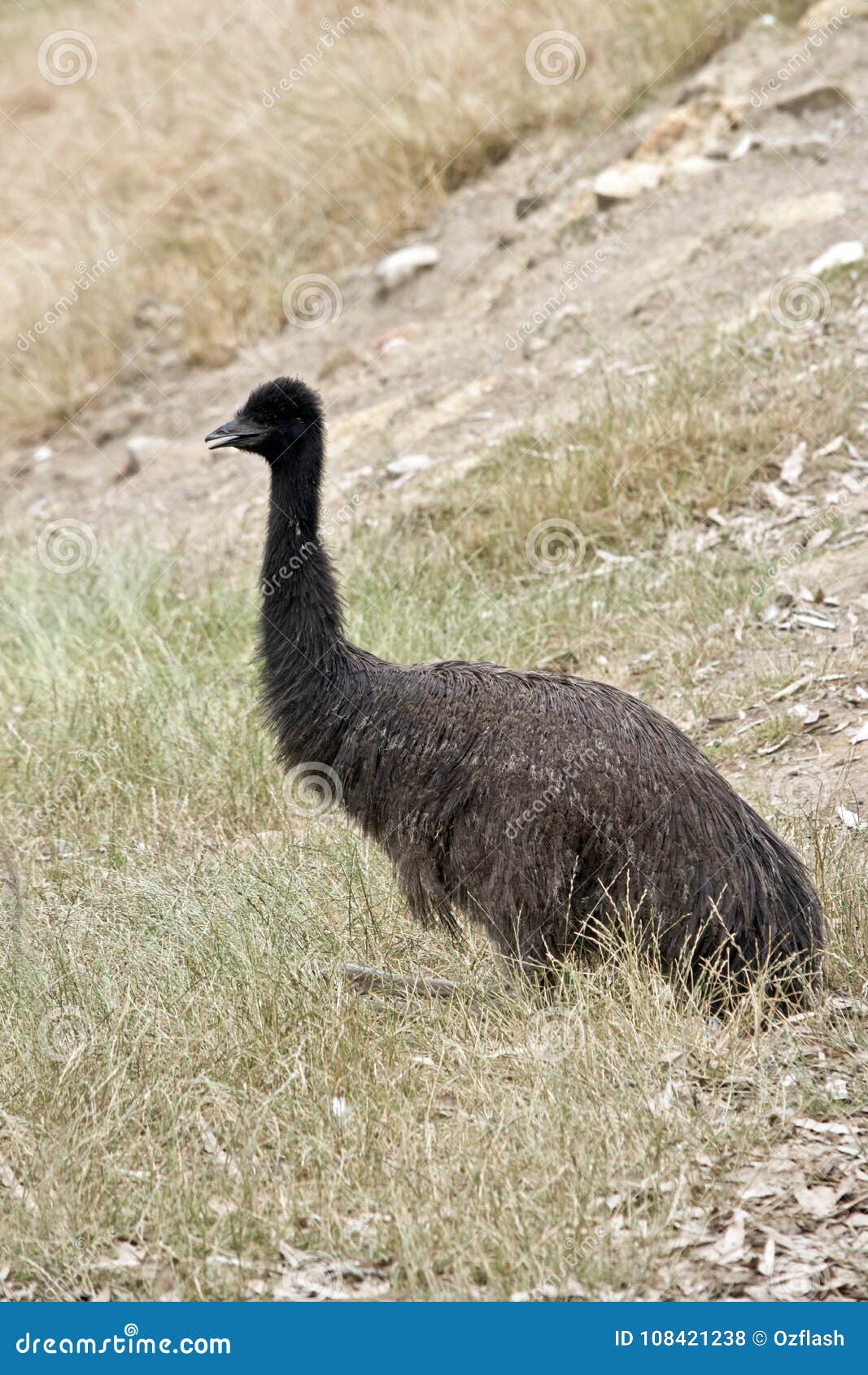 A young emu stock photo. Image of birds, feathers, black - 108421238