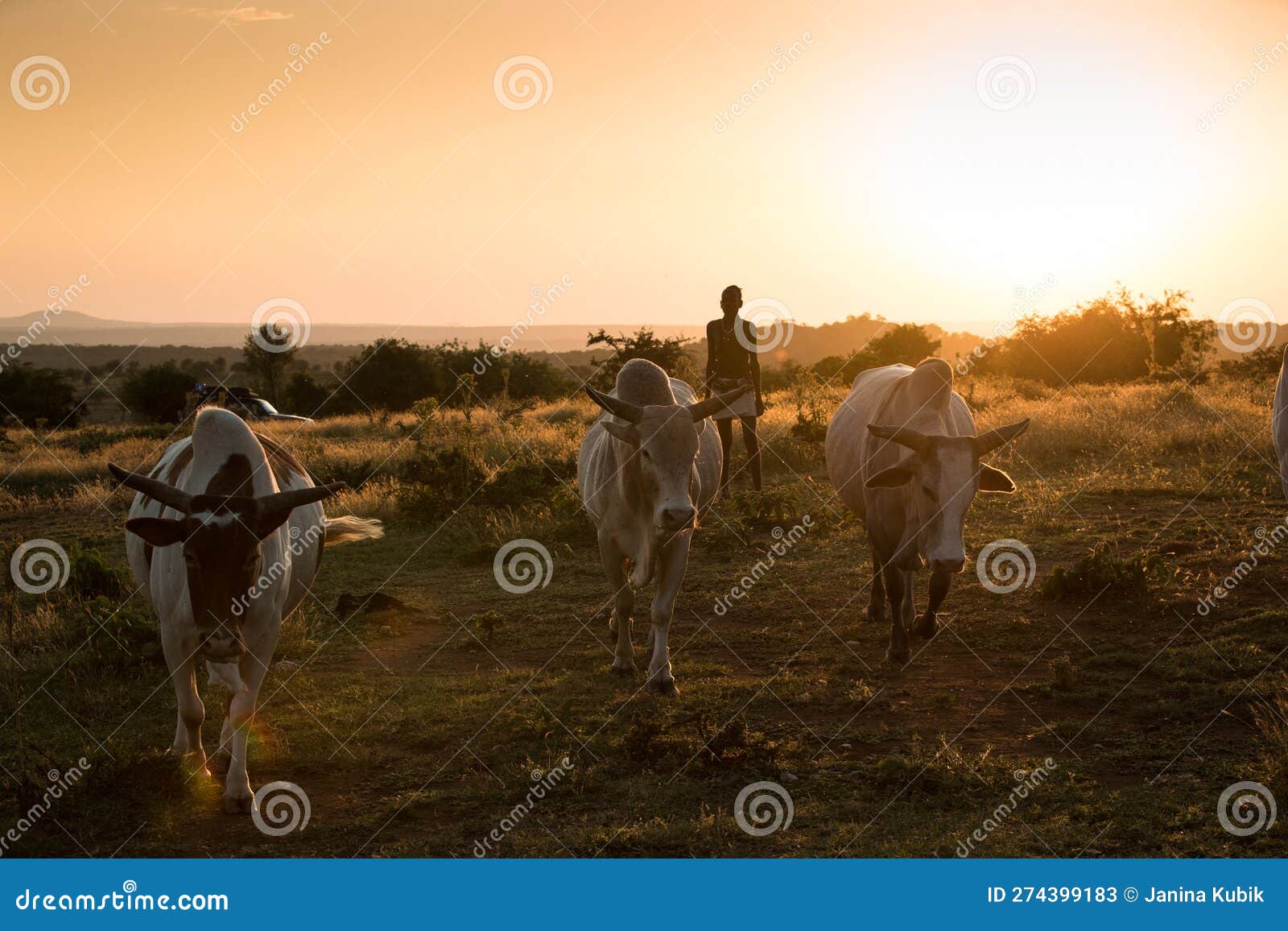 Young Ethiopian Shepherd with Cows in the Gold Sunset Light Stock Image ...