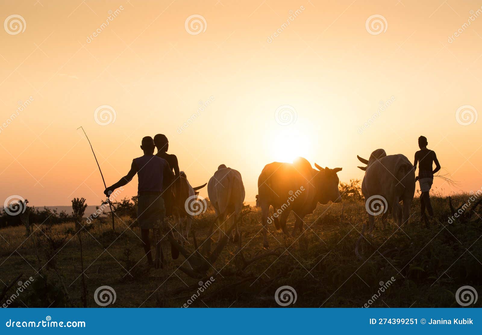 Shepherd With Cows On Road In Kenya Editorial Image | CartoonDealer.com ...
