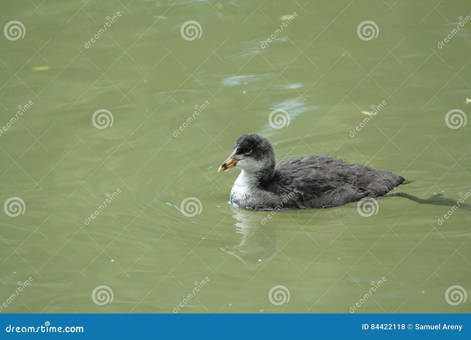 Young Eurasian coot stock photo. Image of biodiversity - 84422118