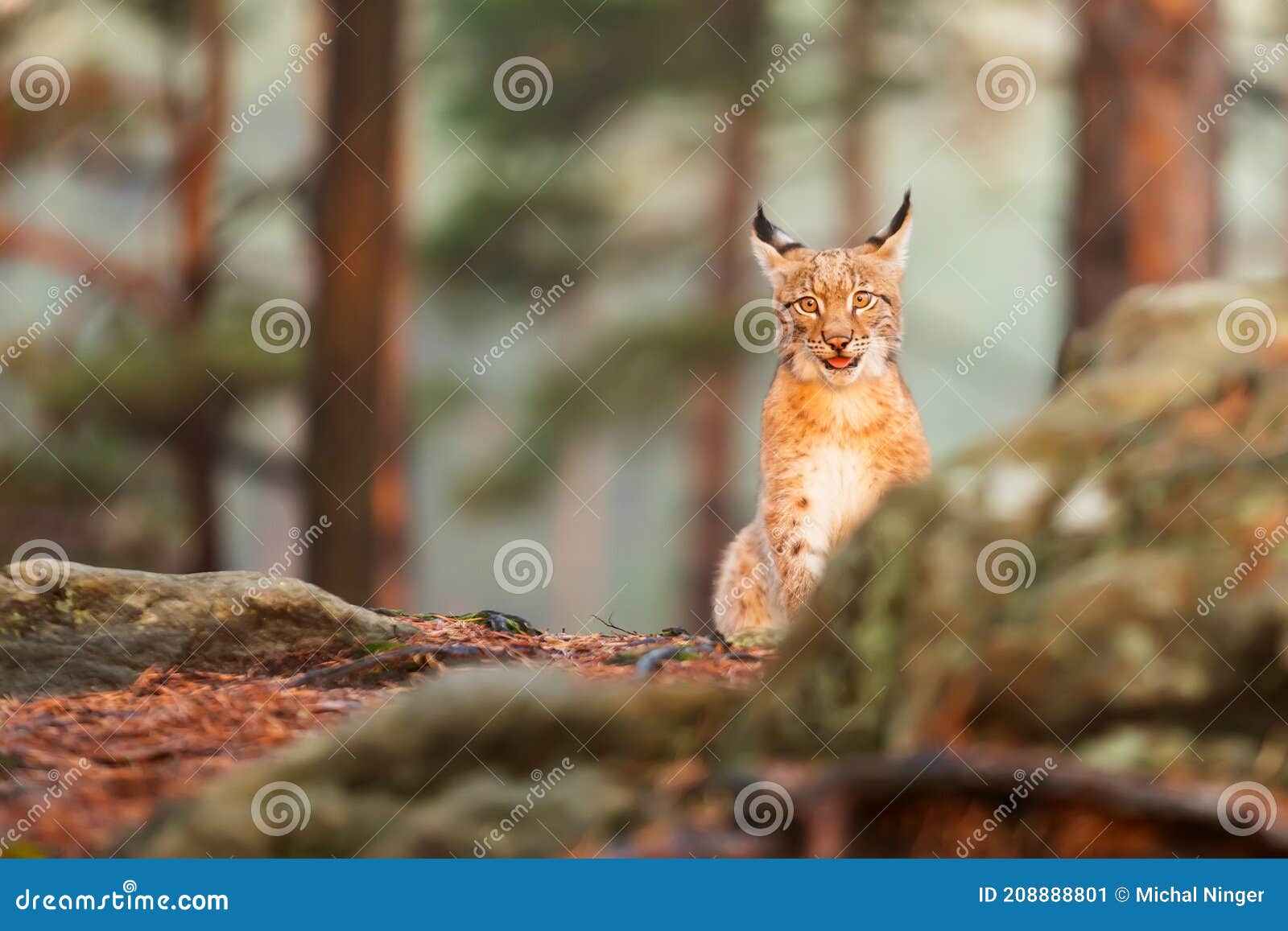 Young Eurasian Lynx (Lynx Lynx) Funny Kitten Stock Image - Image of ...