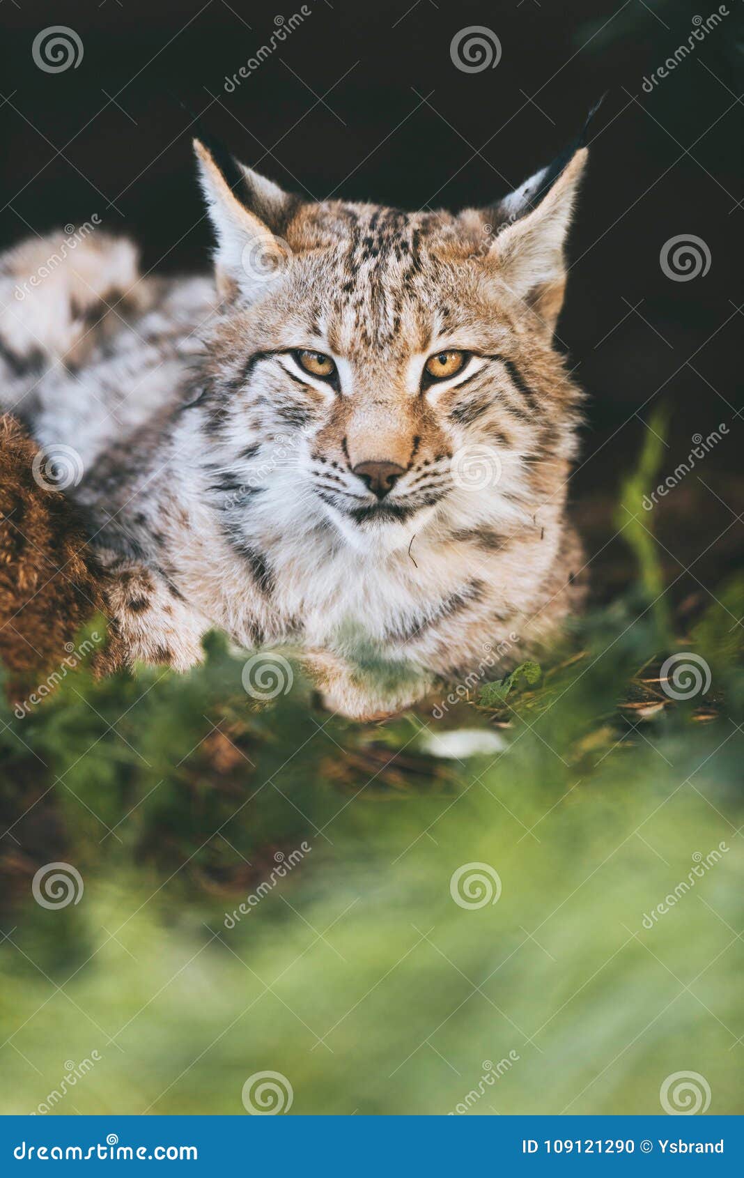Young Eurasian Lynx Lying Down in Grass. Stock Photo - Image of ears ...
