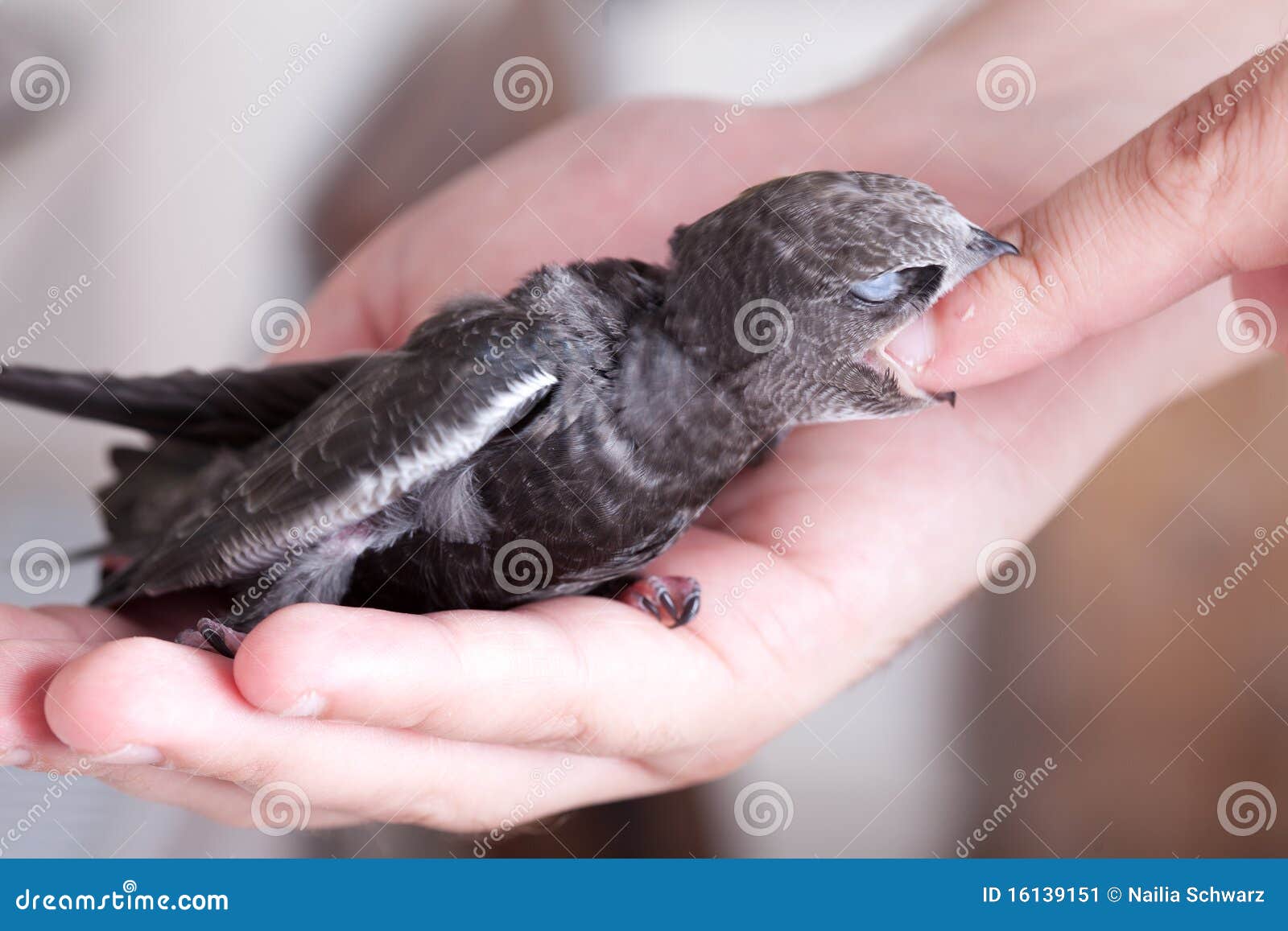 Young Eurasian Swift stock image. Image of humans, daisy - 16139151