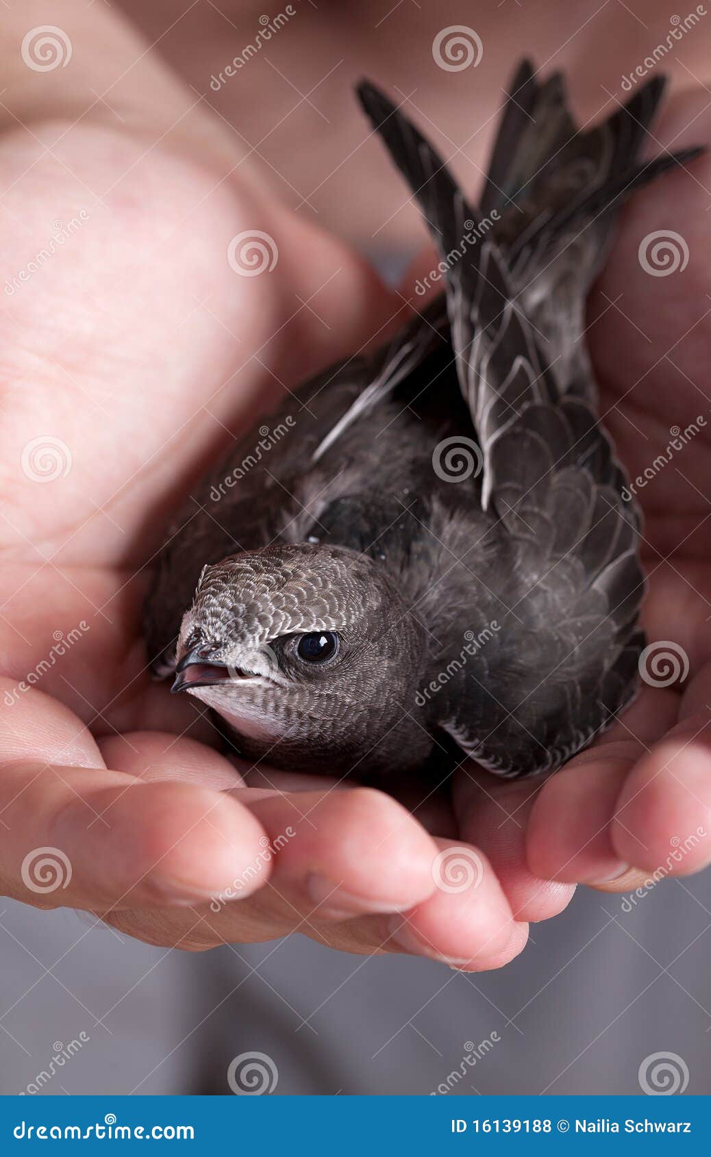 Young Eurasian Swift stock photo. Image of hands, peaceful - 16139188