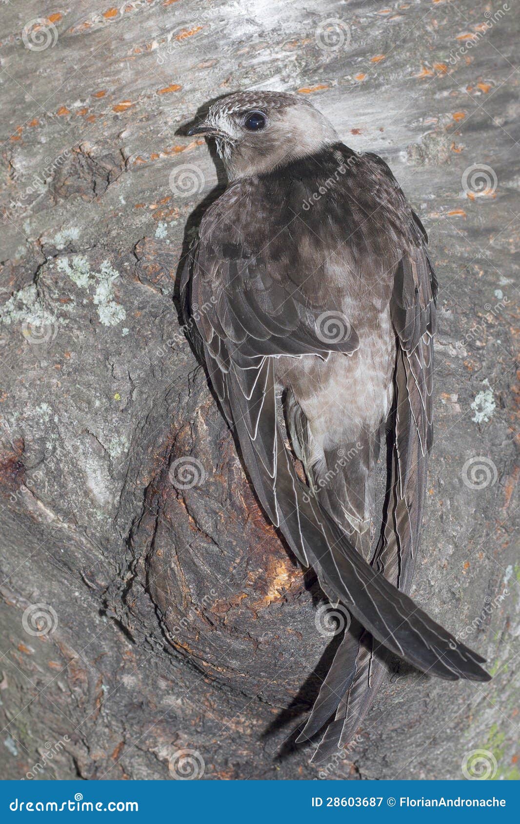 Young Eurasian Swift / Apus Apus Stock Image - Image of fine, animal ...
