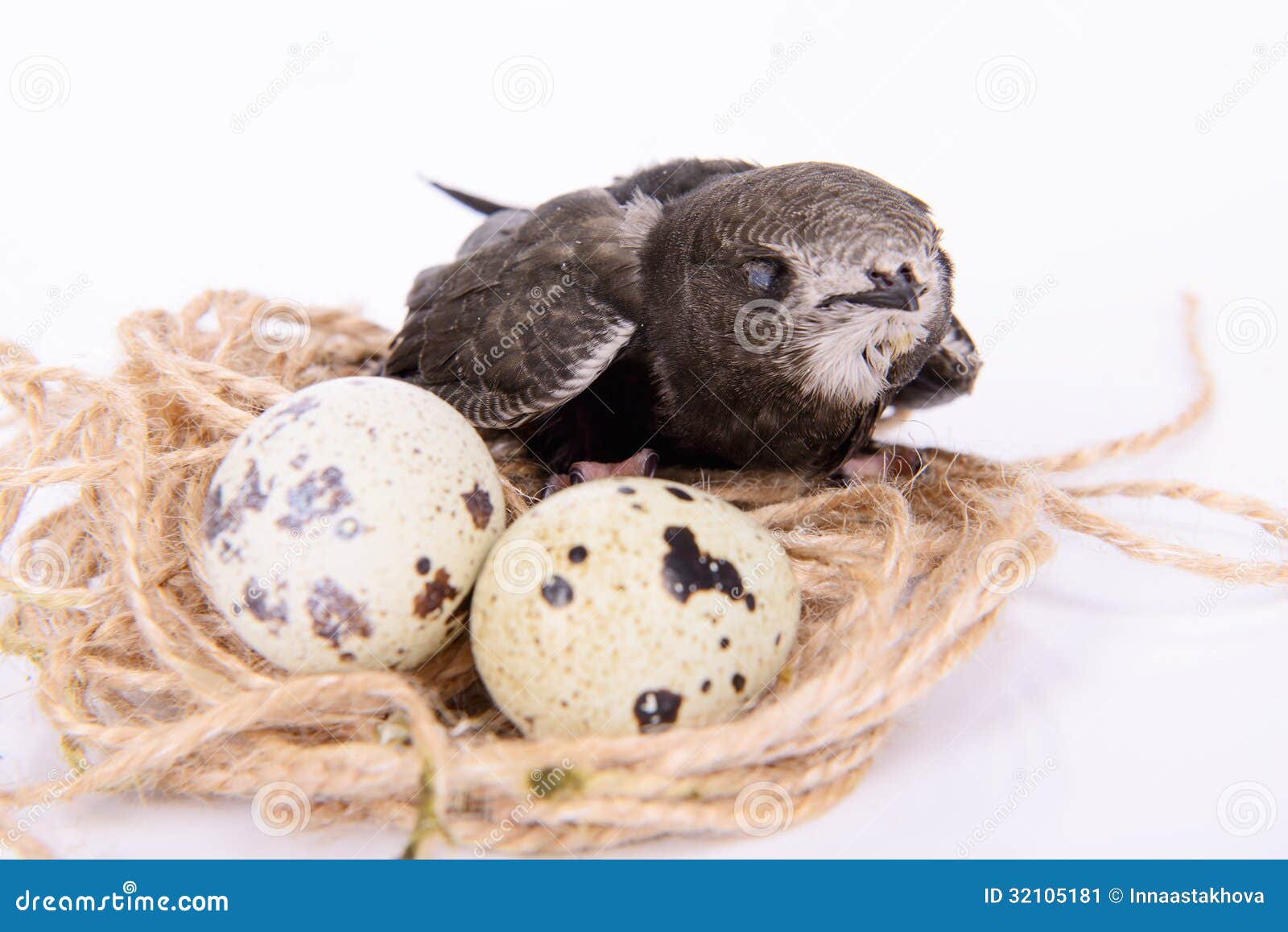 Young Eurasian Swift stock image. Image of decking, closed - 32105181