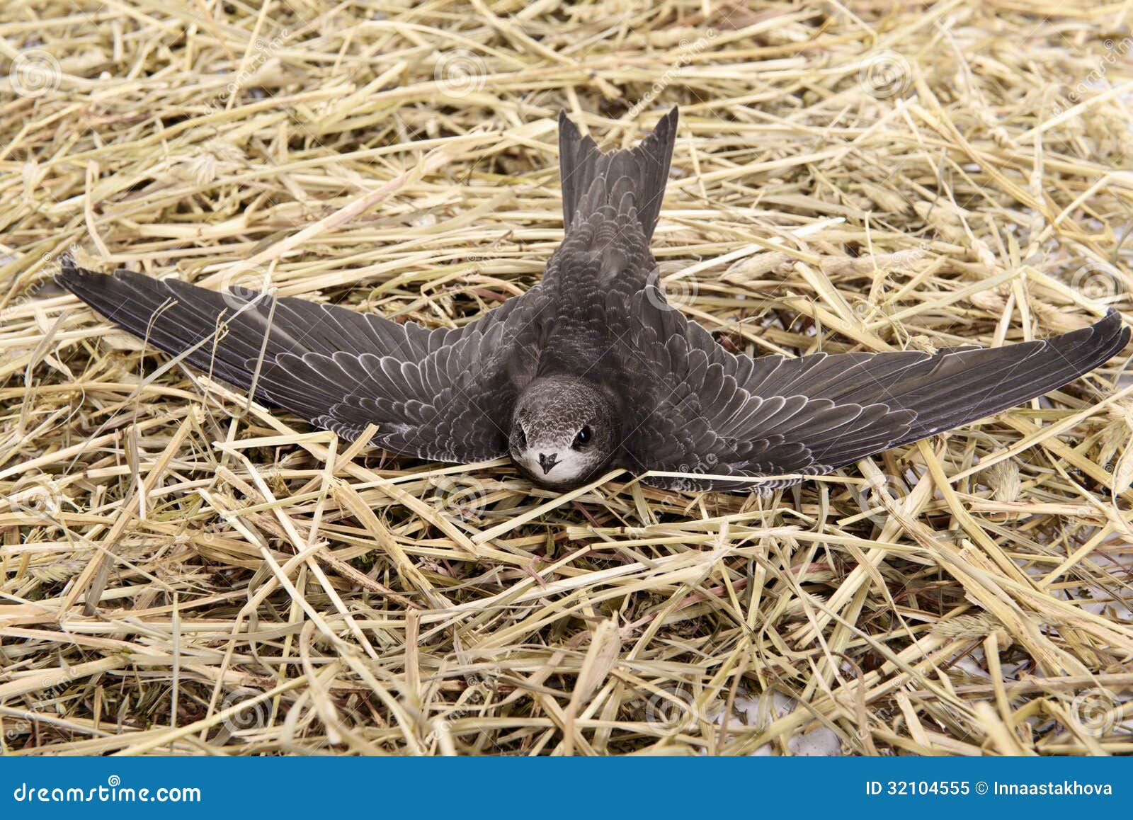 Young Eurasian Swift stock image. Image of eurasian, ornithology - 32104555