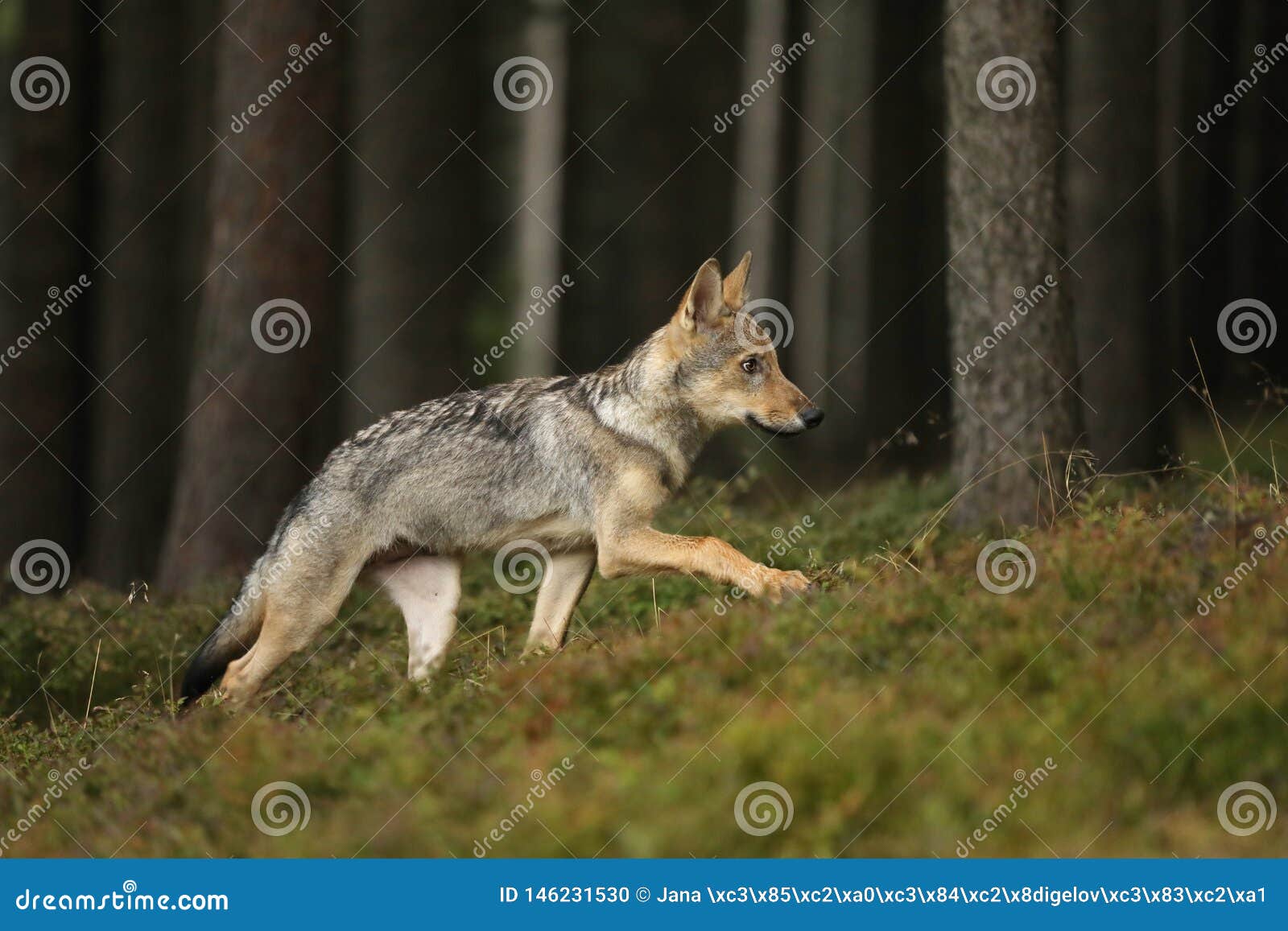 Young Eurasian Wolf Run in Forest - Canis Lupus Stock Photo - Image of ...