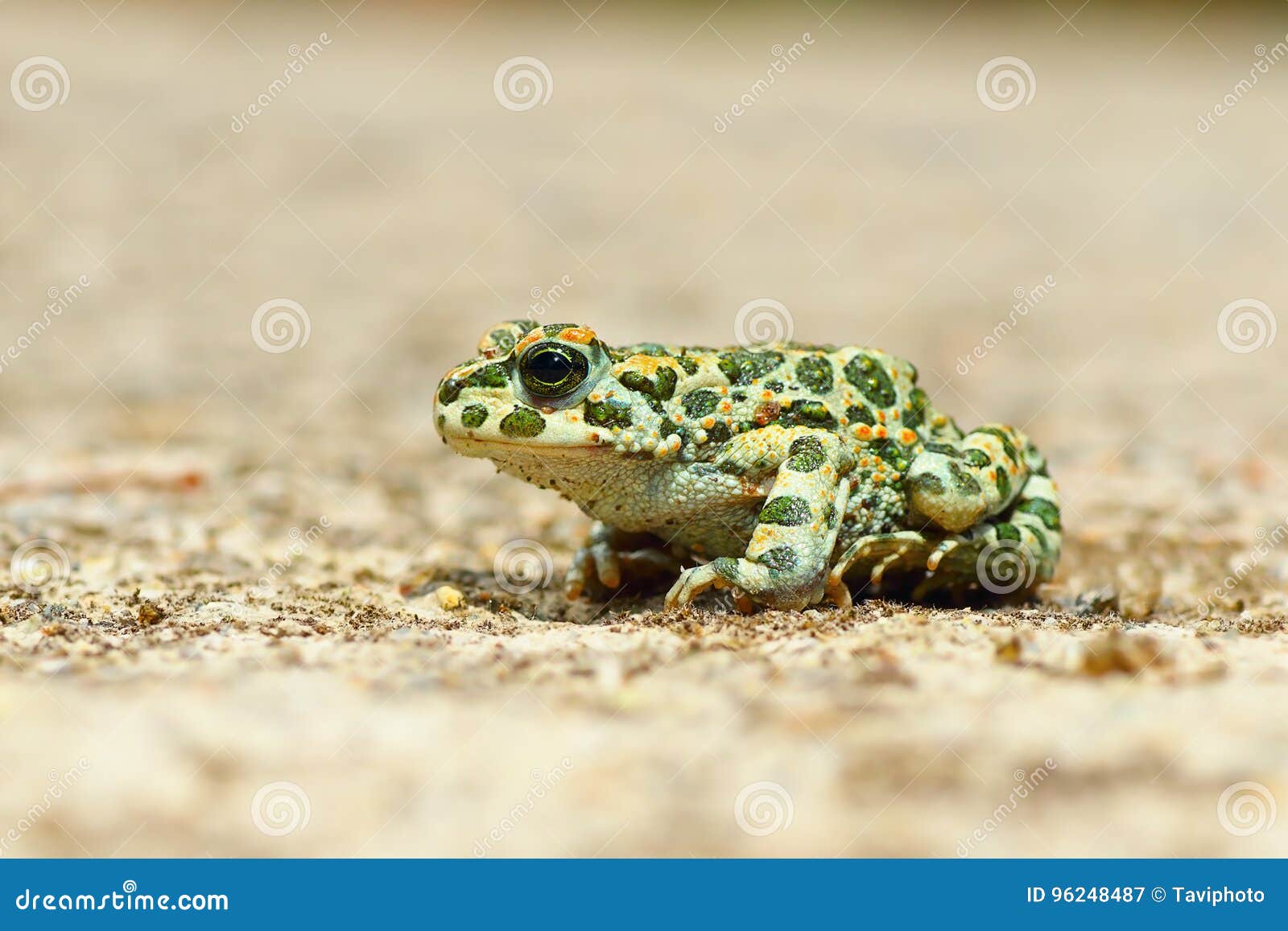 Young European Common Green Toad Stock Image - Image of bufonidae ...