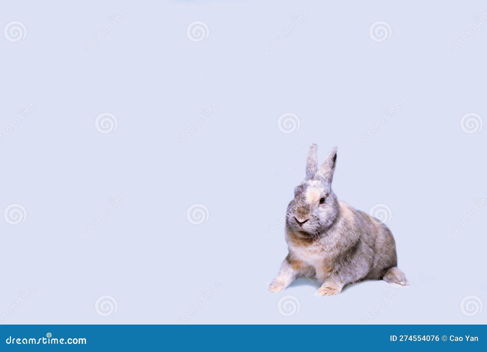 Young European Rabbit Facing at the Camera, Oryctolagus Cuniculus Stock ...