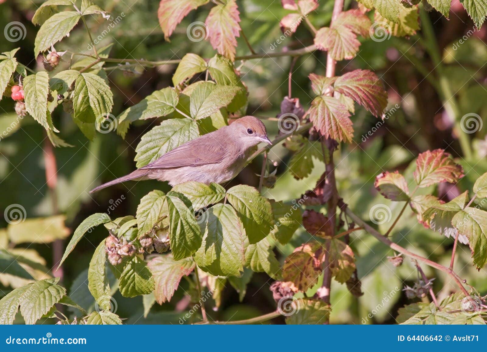 Young European robin stock photo. Image of bird, garden - 64406642